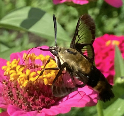 Clearwing Flowers Native Landscaping - Pittsburgh, PA - Nextdoor