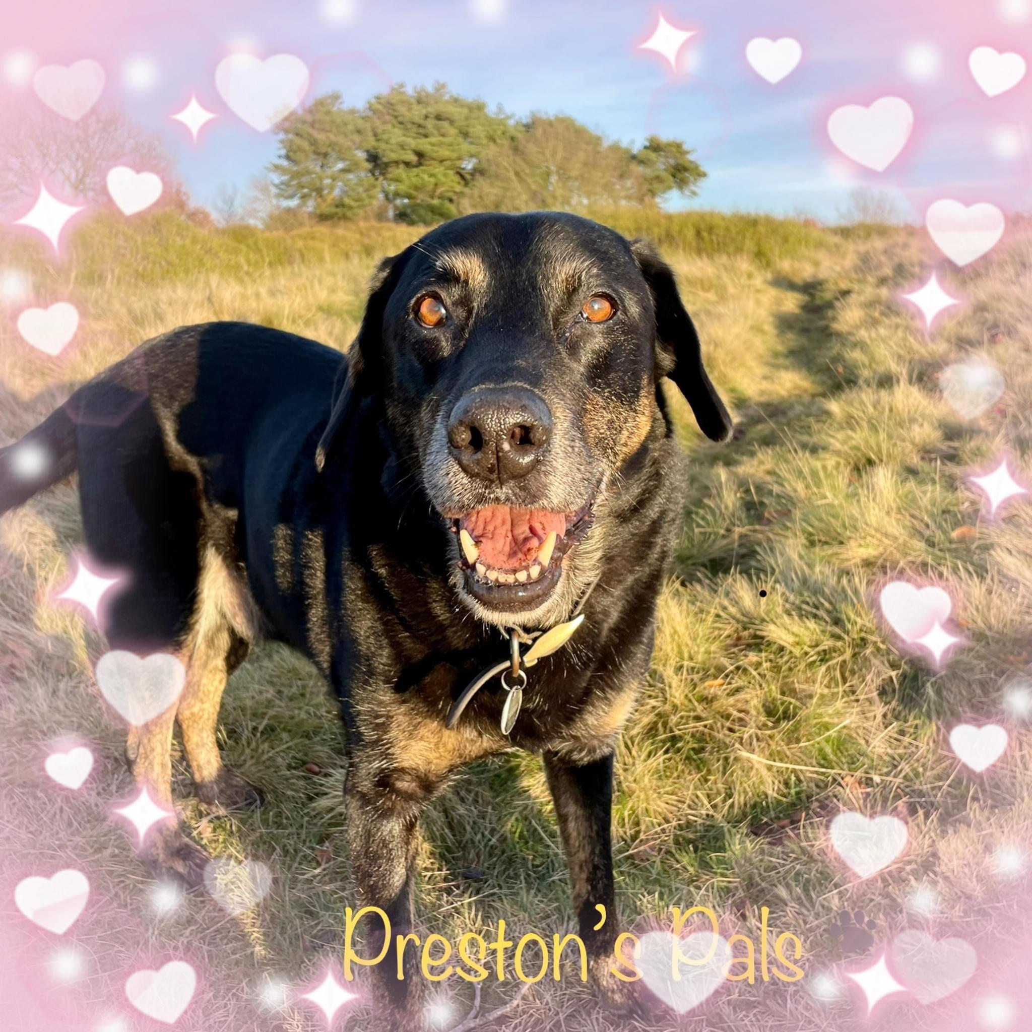 Preston's Pals Pet Care Services - Nextdoor