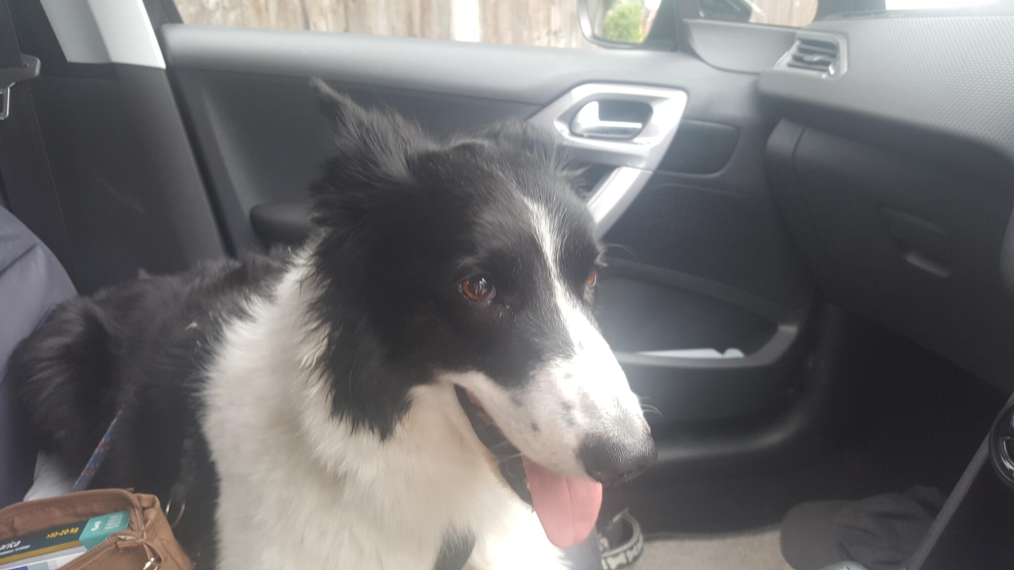 AFFINITY Pet Care. - Nextdoor