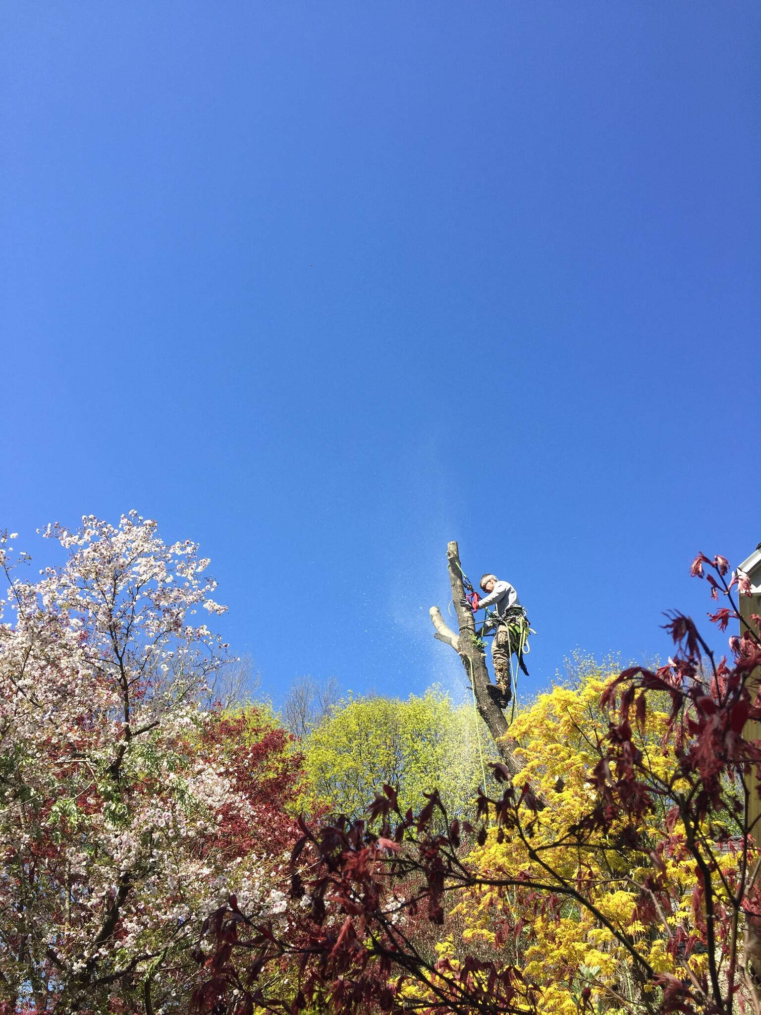 Baker Tree Service - Winchester, MA - Nextdoor