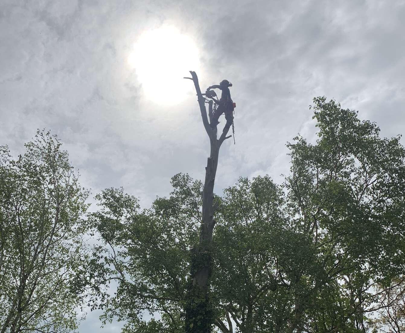 Sun Ray Tree and Garden Services - York - Nextdoor