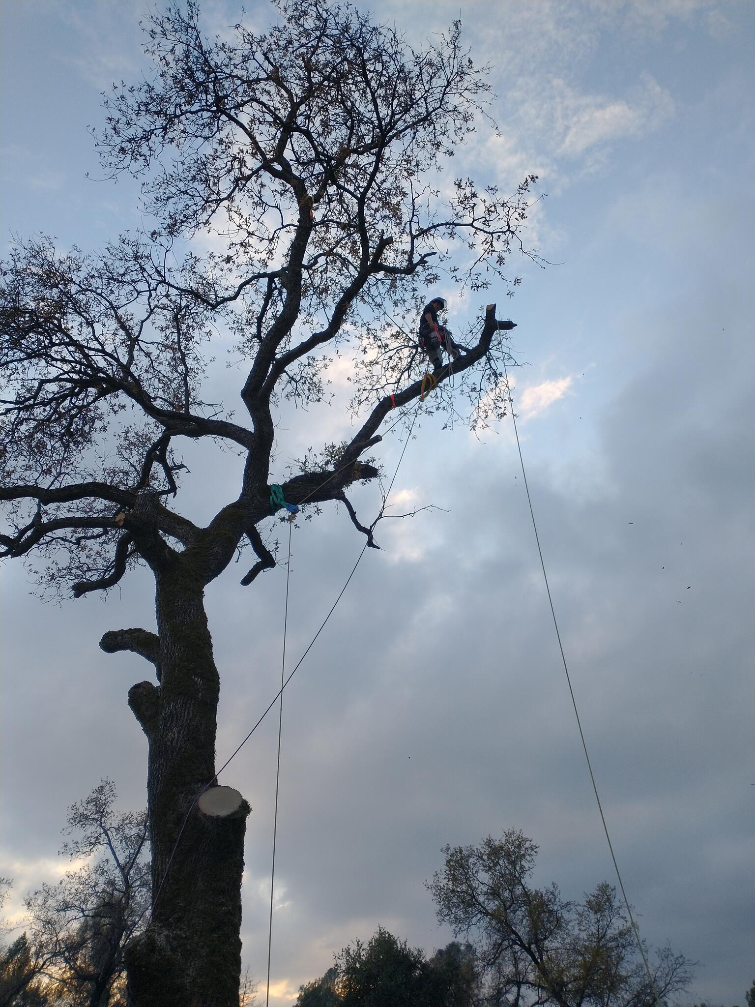 Monkey King Tree Service L.L.C. - Nextdoor