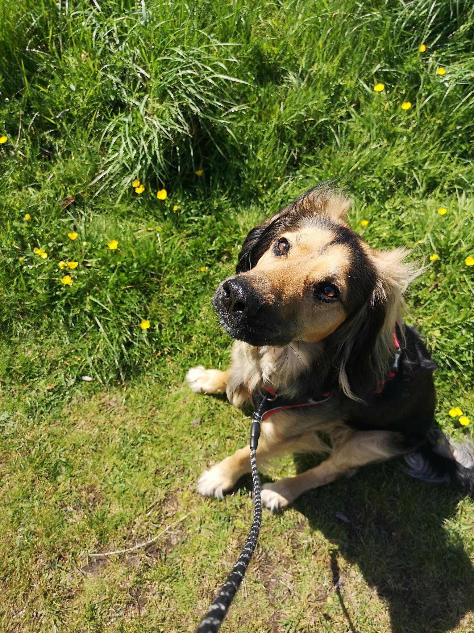 Surrey Trails and Wagging Tails - Nextdoor