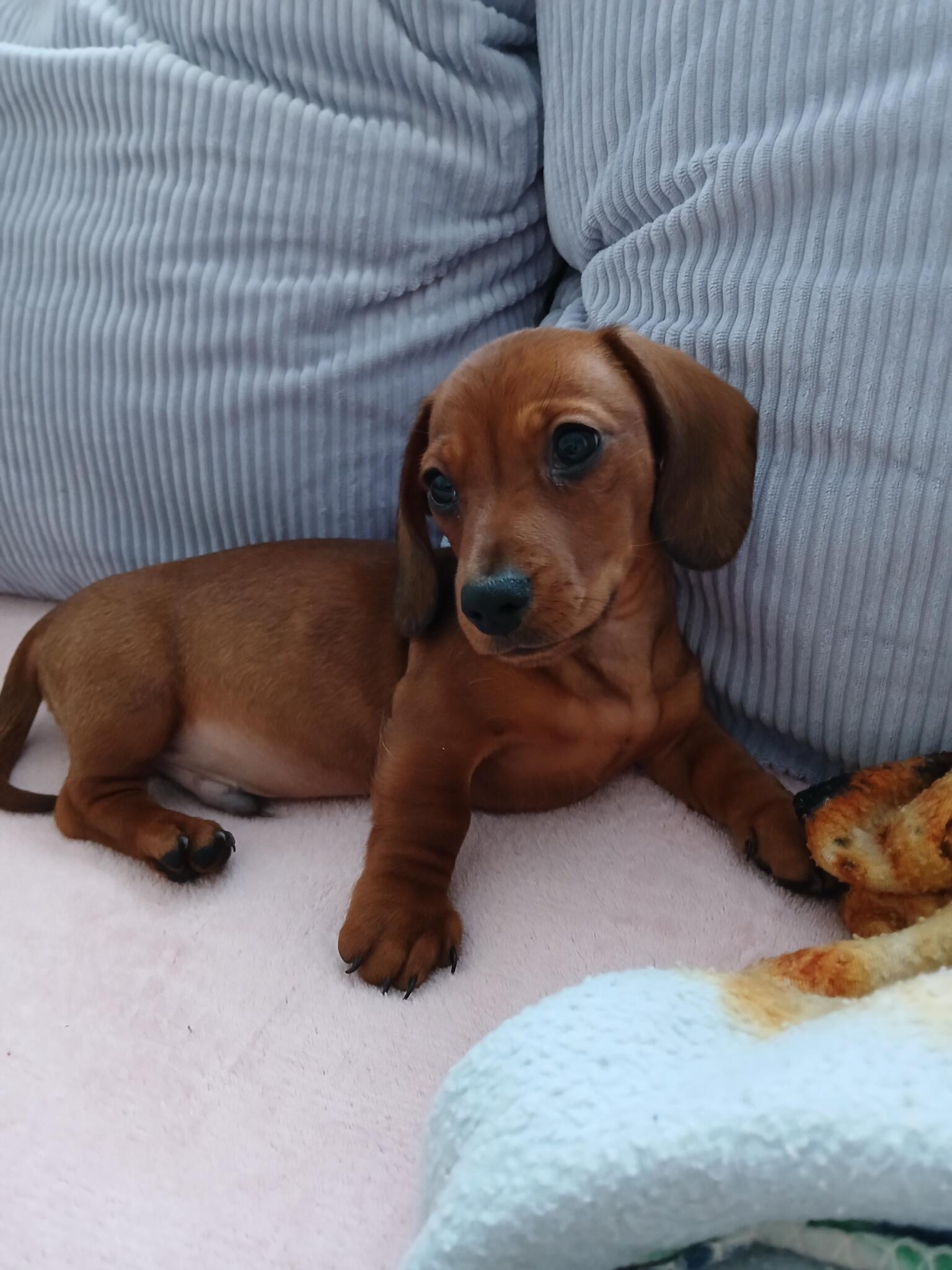 Kate's Pet Care. - Frome, GB-ENG - Nextdoor