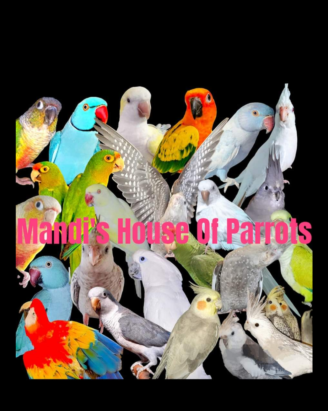Mandi's House Of Parrots - Nextdoor