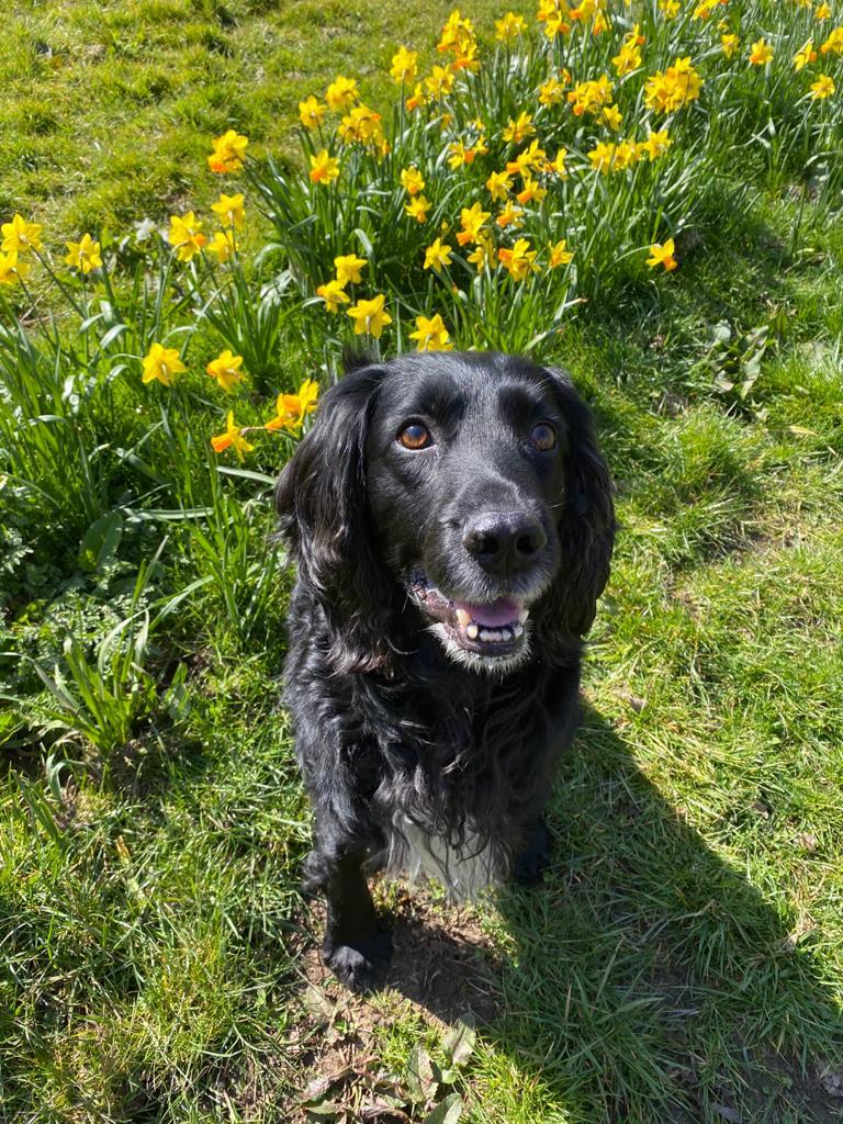 4 Paws Outdoors - Huddersfield - Nextdoor