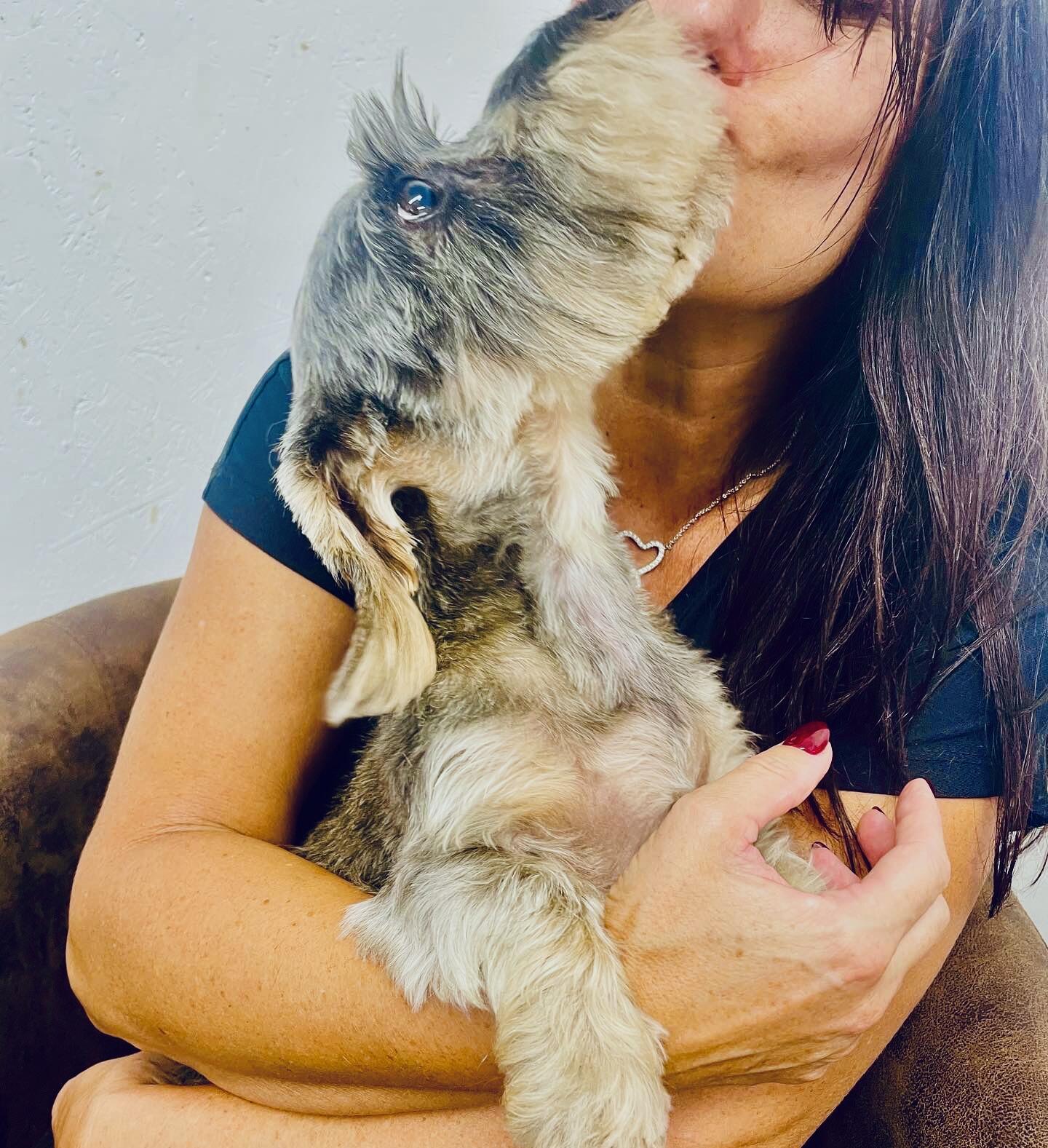 Pooch Parlour Dog Grooming - Bromley - Nextdoor