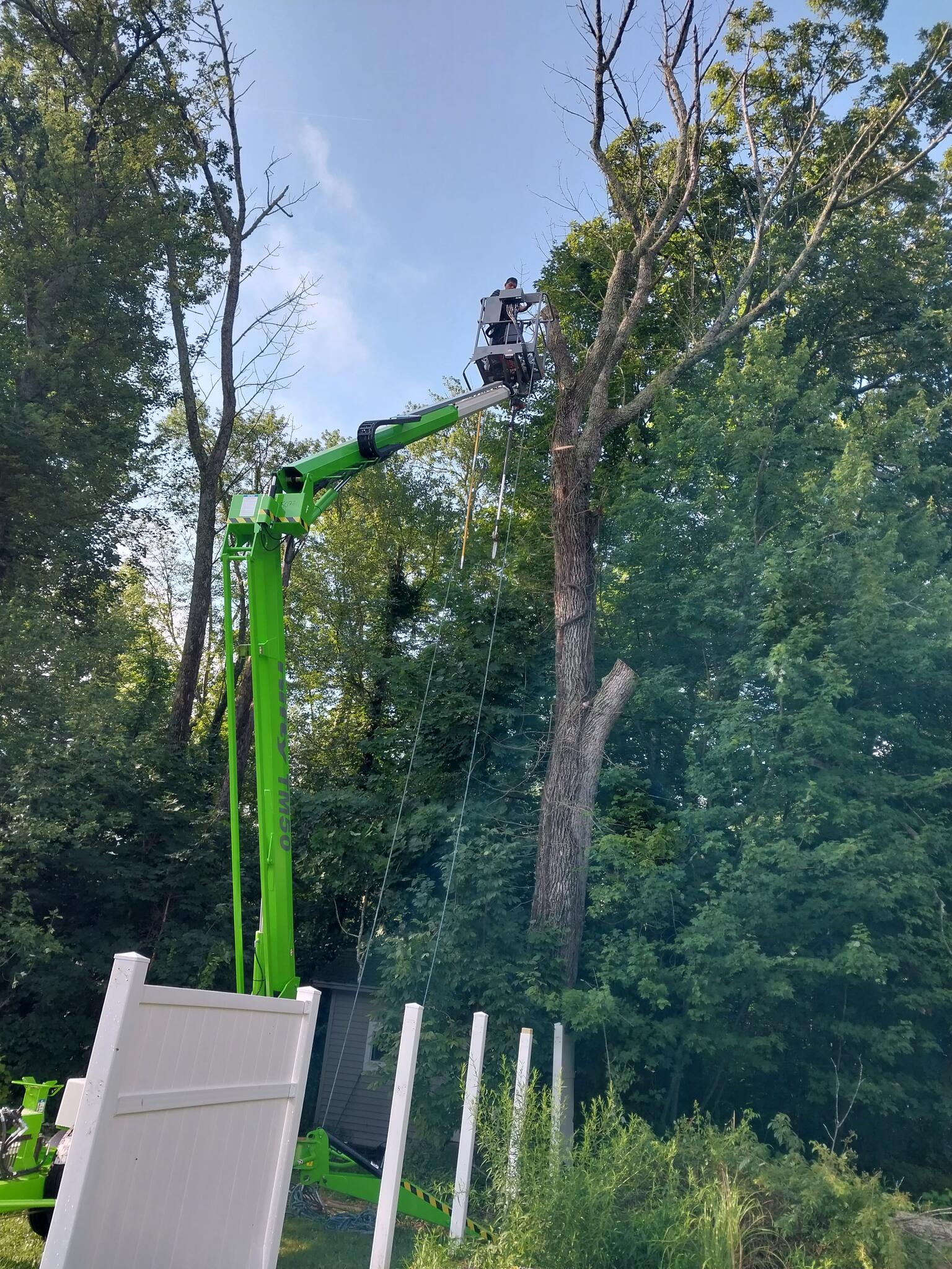 Dan's tree service - Bristol, CT - Nextdoor