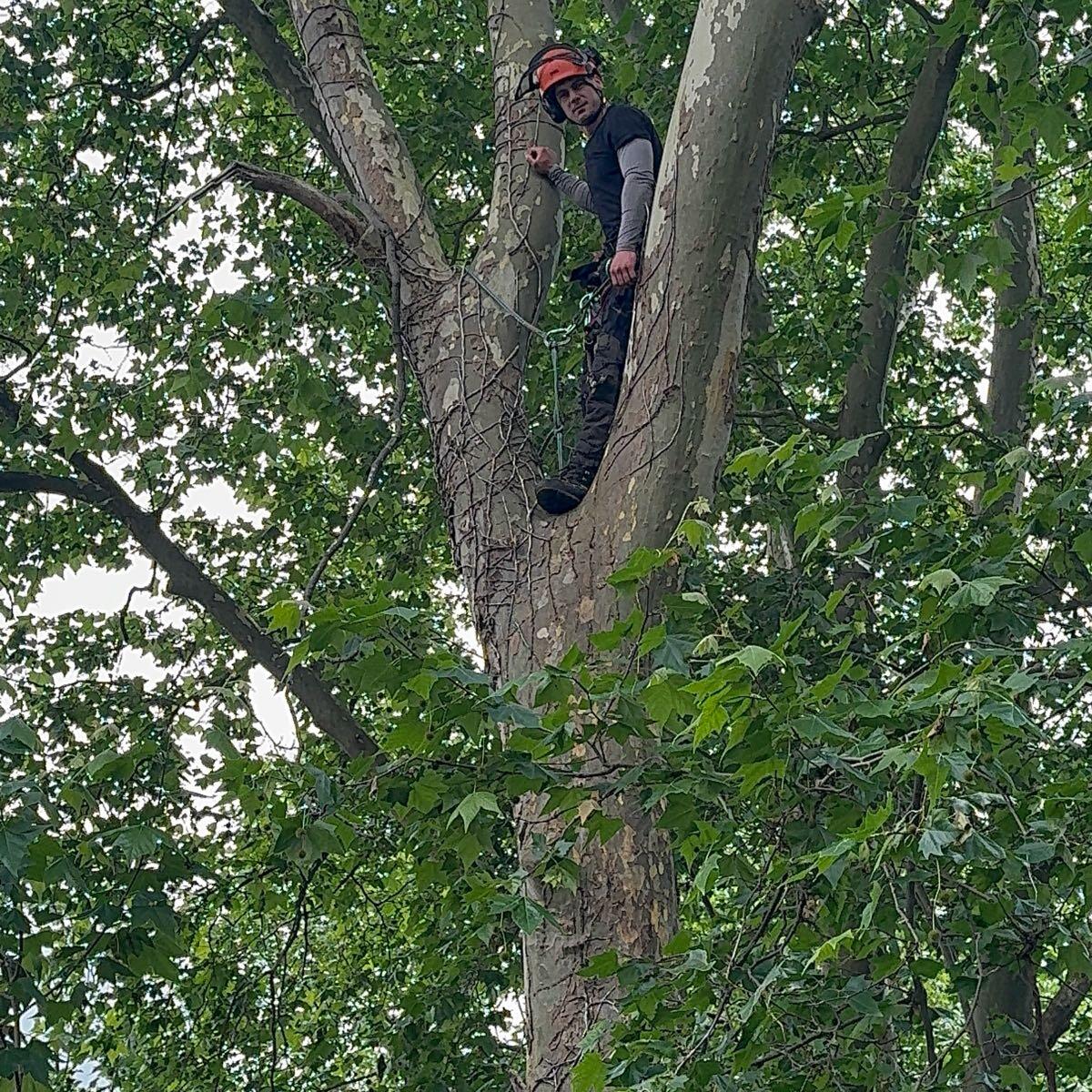 Robert Tree Solution - Nextdoor