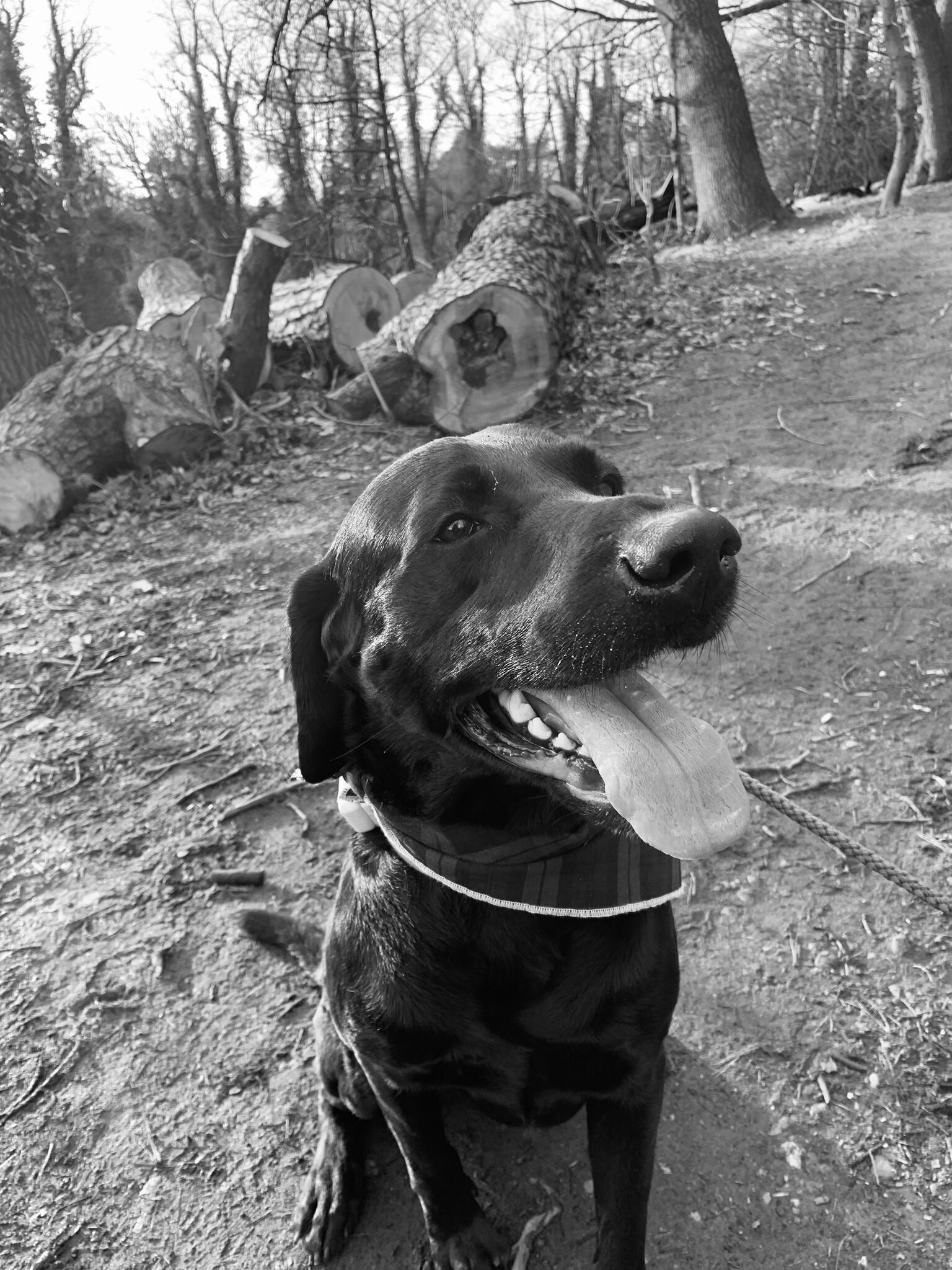 AMKA Big Dog Walkers - Nextdoor