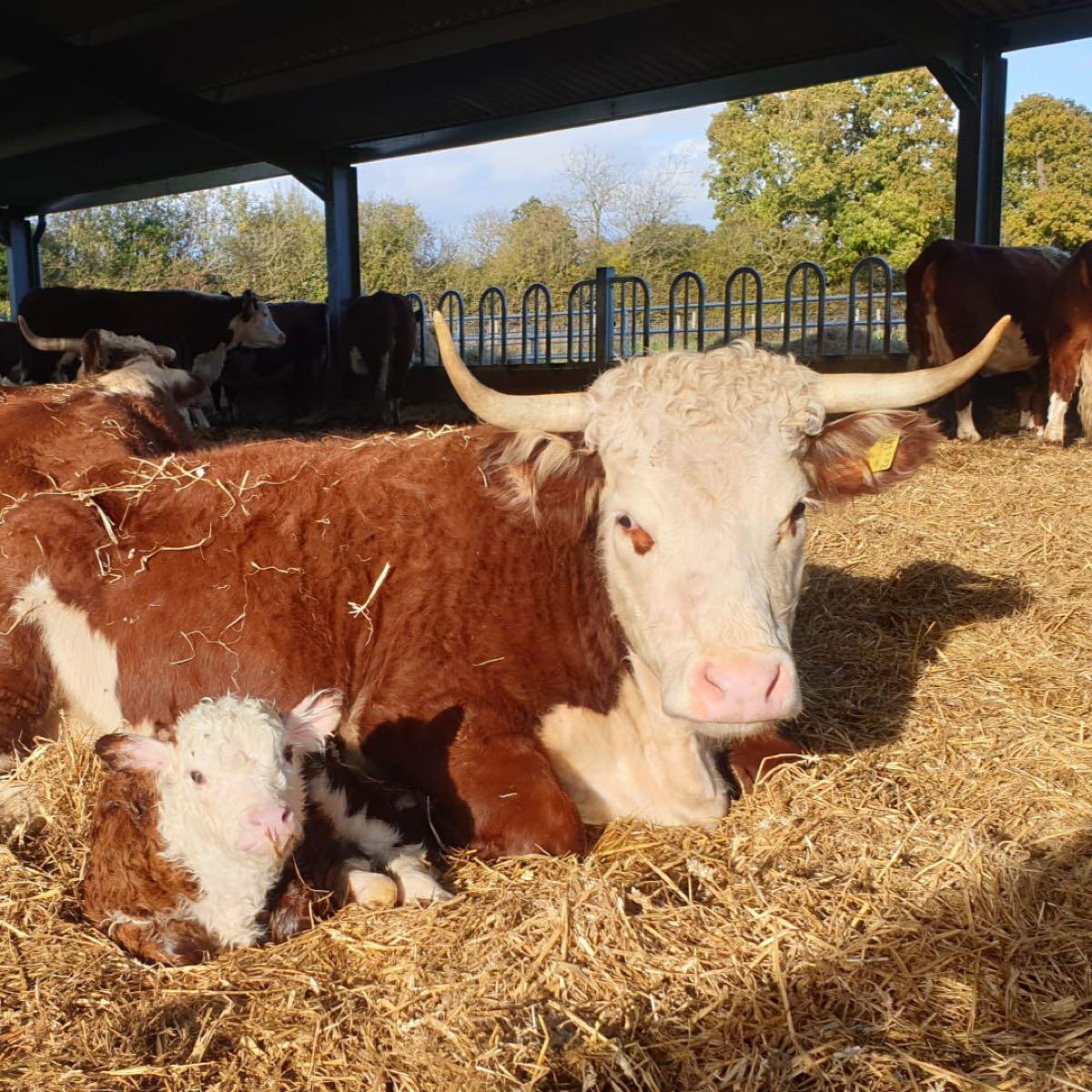 Rush Farm - Redditch, GB-ENG - Nextdoor