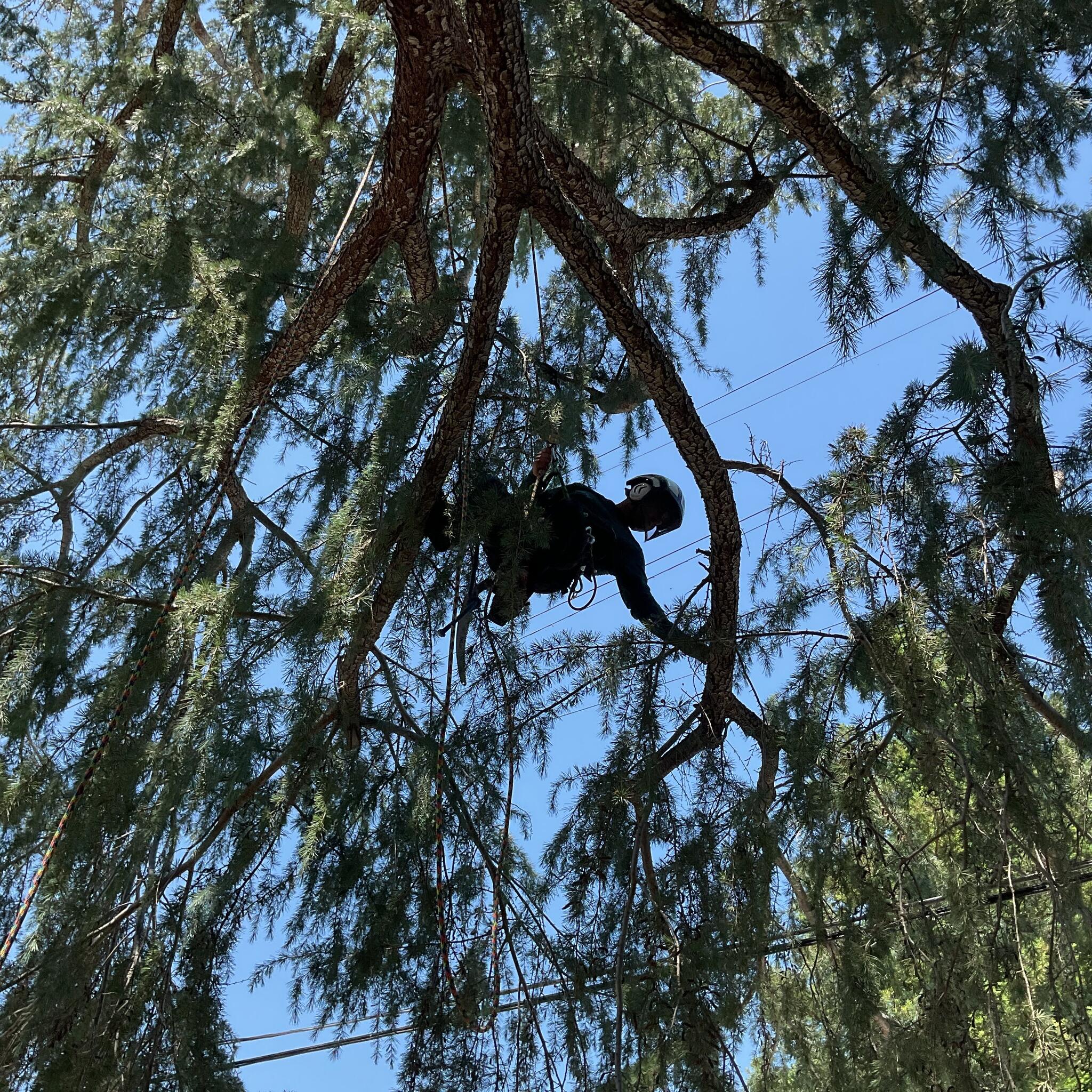 Mario's Tree Care - Nextdoor