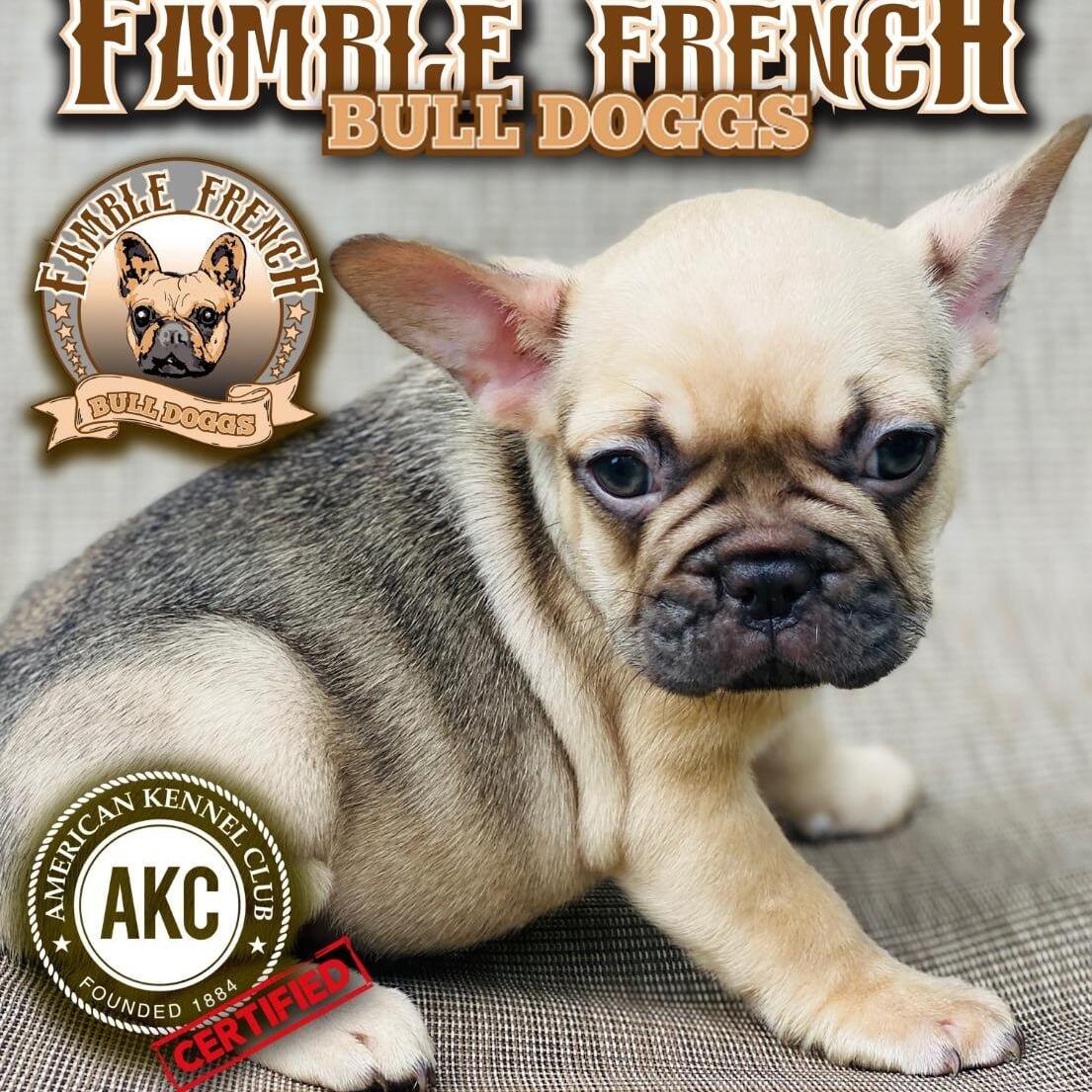 Famble French Bulldogs - New York City, NY - Nextdoor