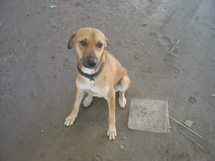 Walking Paws Milton Keynes - Milton Keynes - Nextdoor