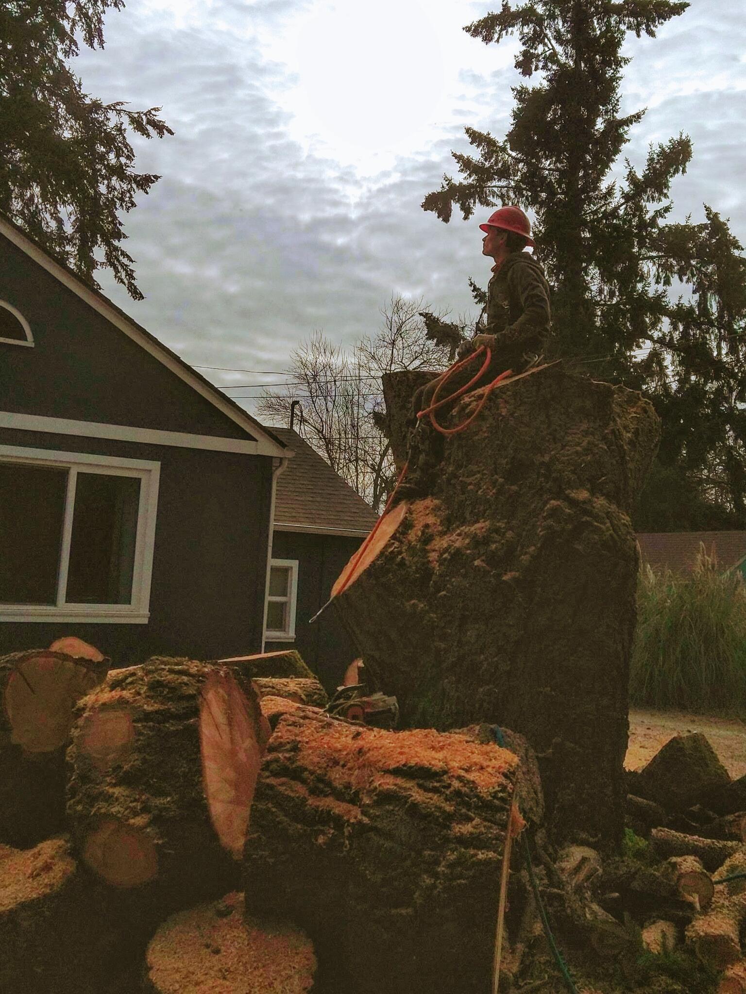 Skaggs Tree Care LLC CCB#230969 - Corvallis, OR - Nextdoor