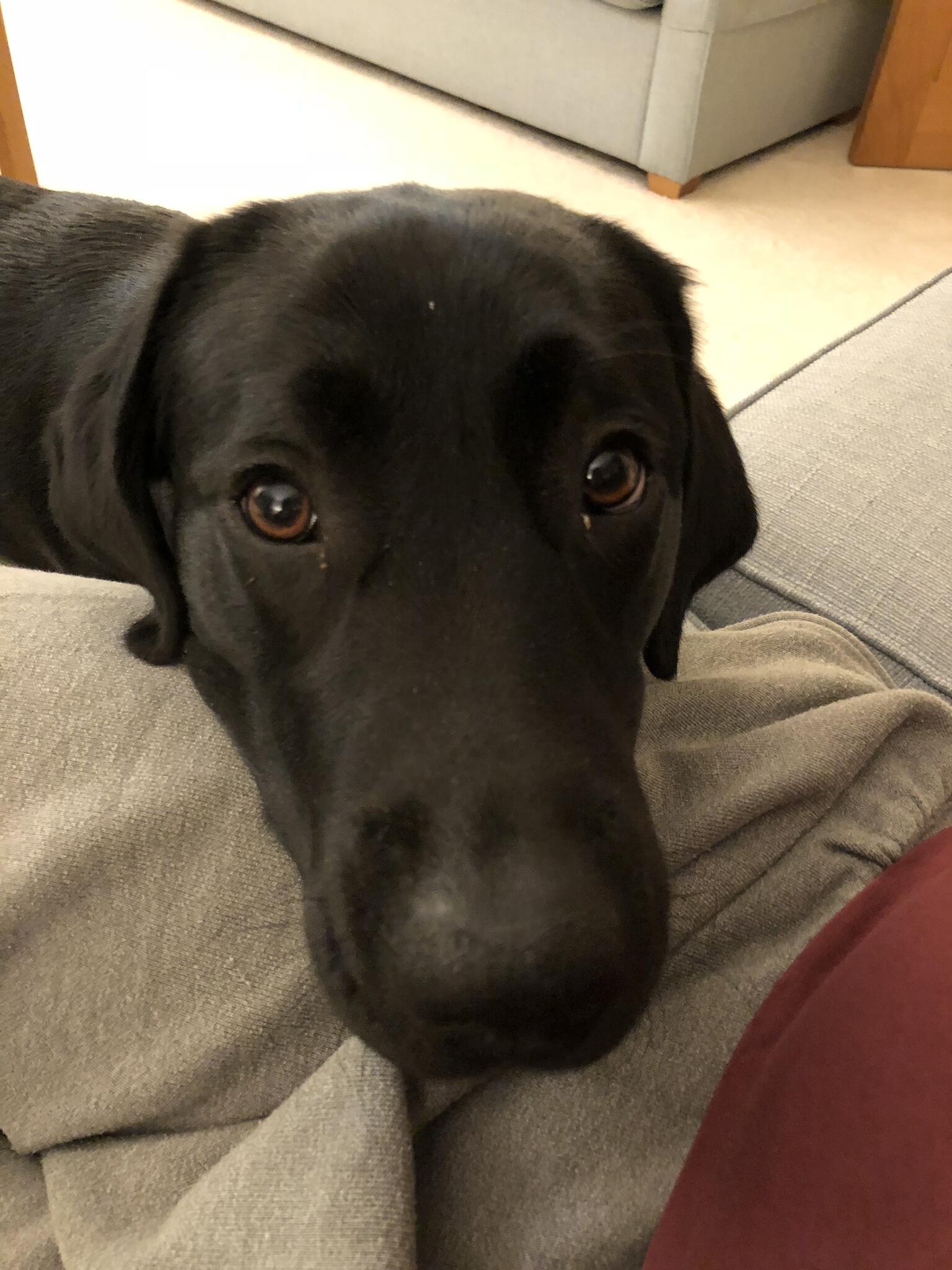 The Woof Pack - Nextdoor