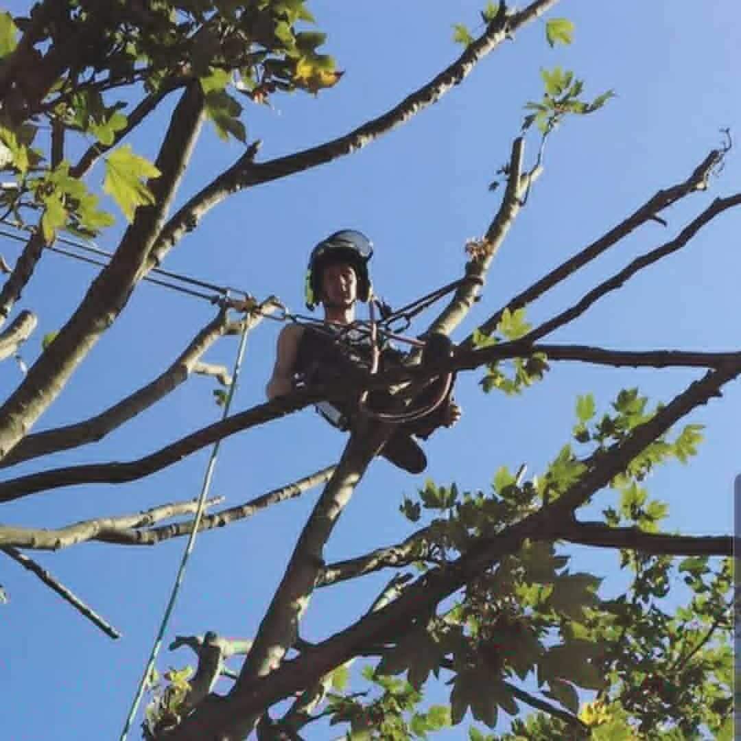 R & R Tree Specialist - Nextdoor