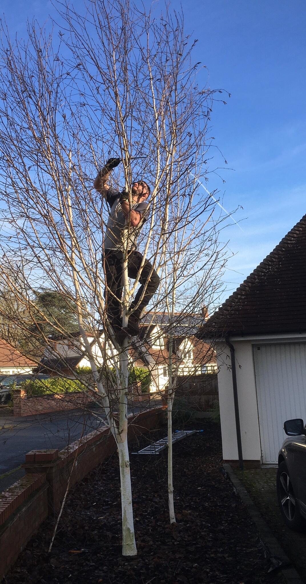 M Lauder tree services - Colchester - Nextdoor