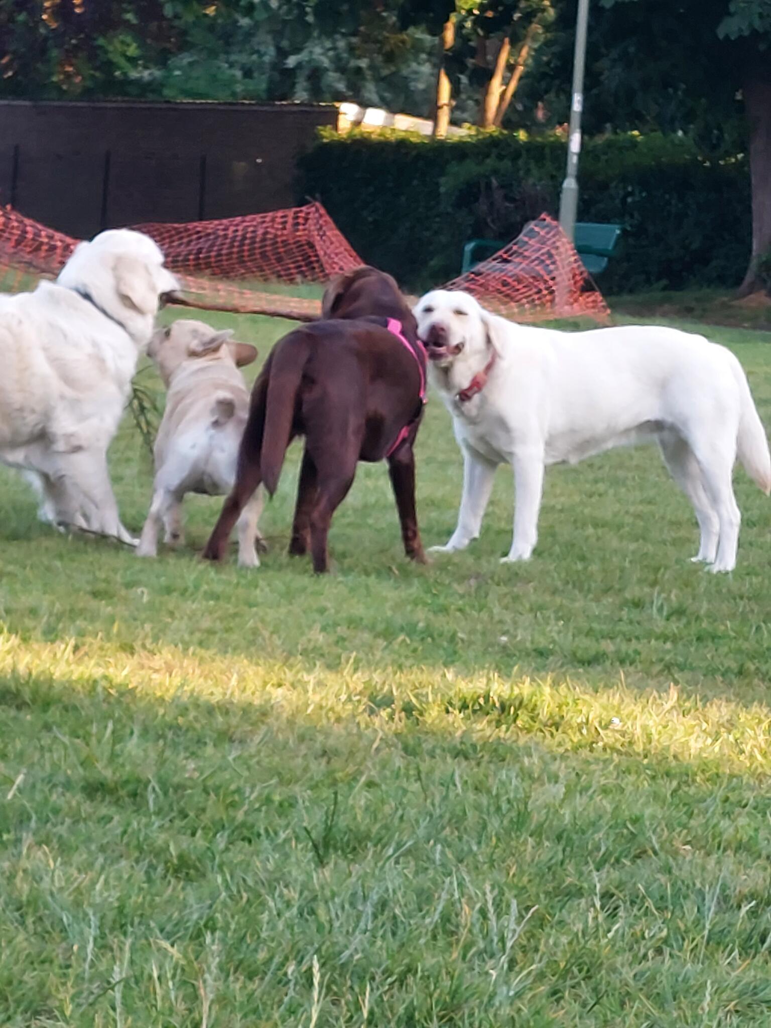 Alexandra Park Dog Meetup Epsom - Epsom - Nextdoor