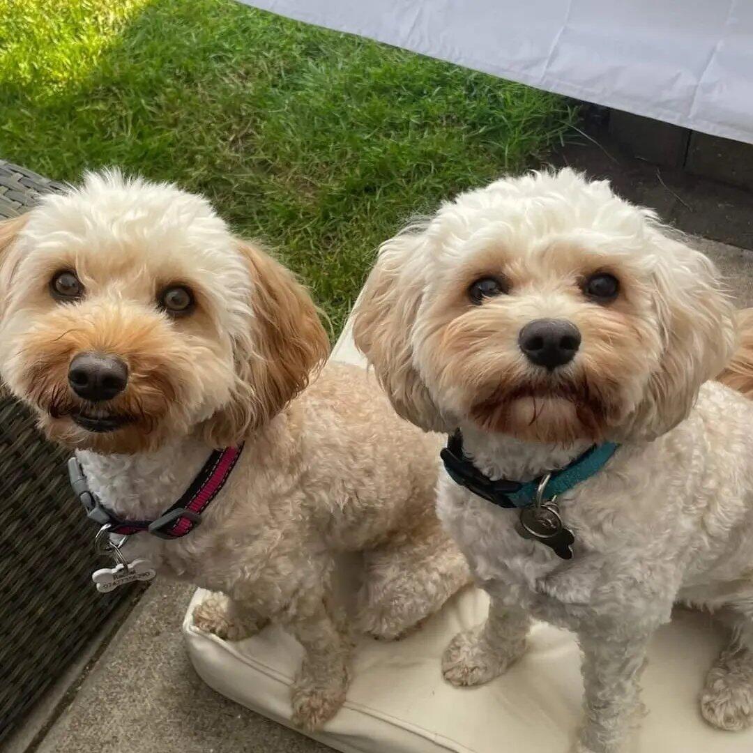 Pet Haven - Liverpool, GB-ENG - Nextdoor