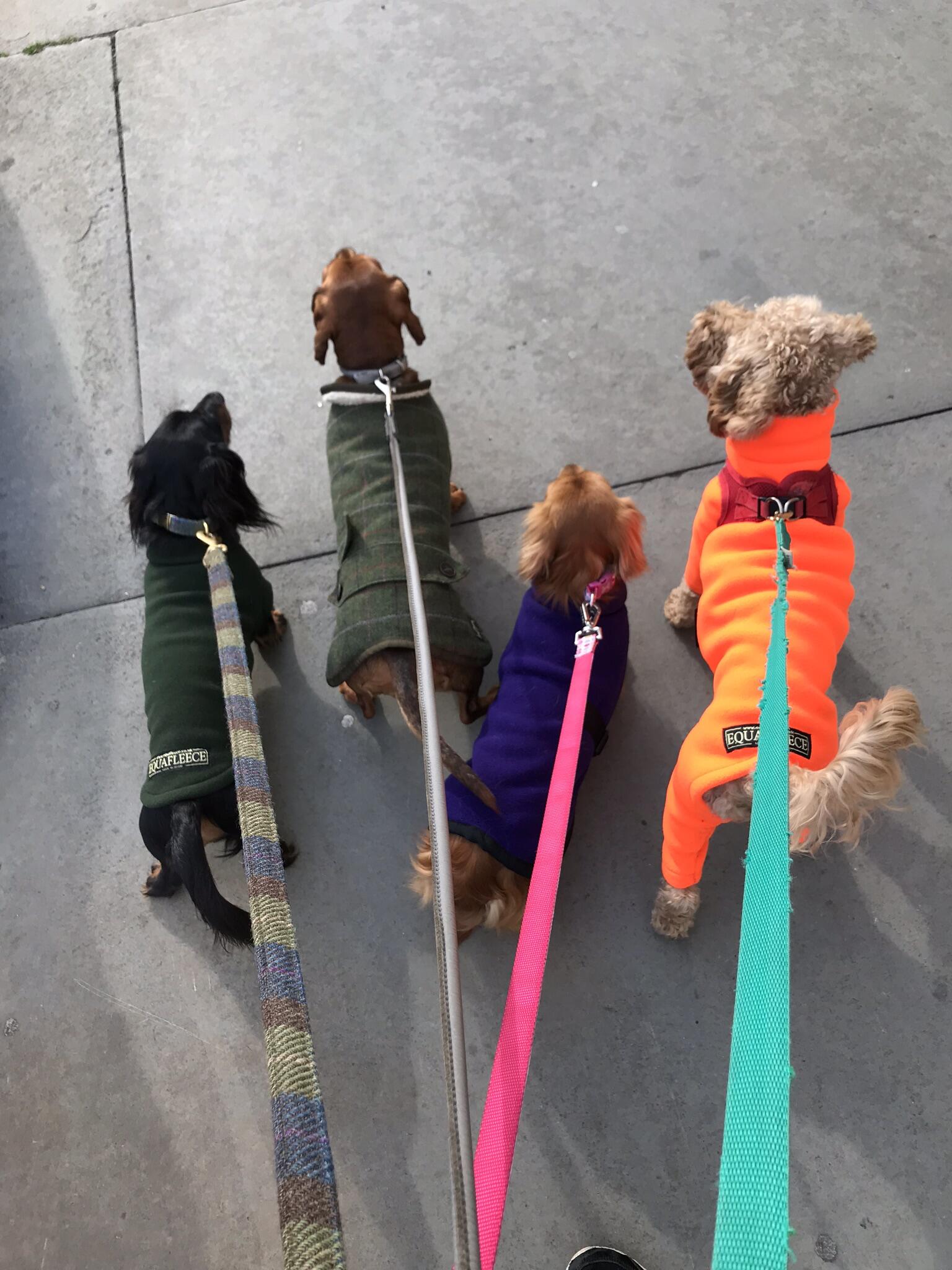 Dog Walk Hove - Hove, England - Nextdoor