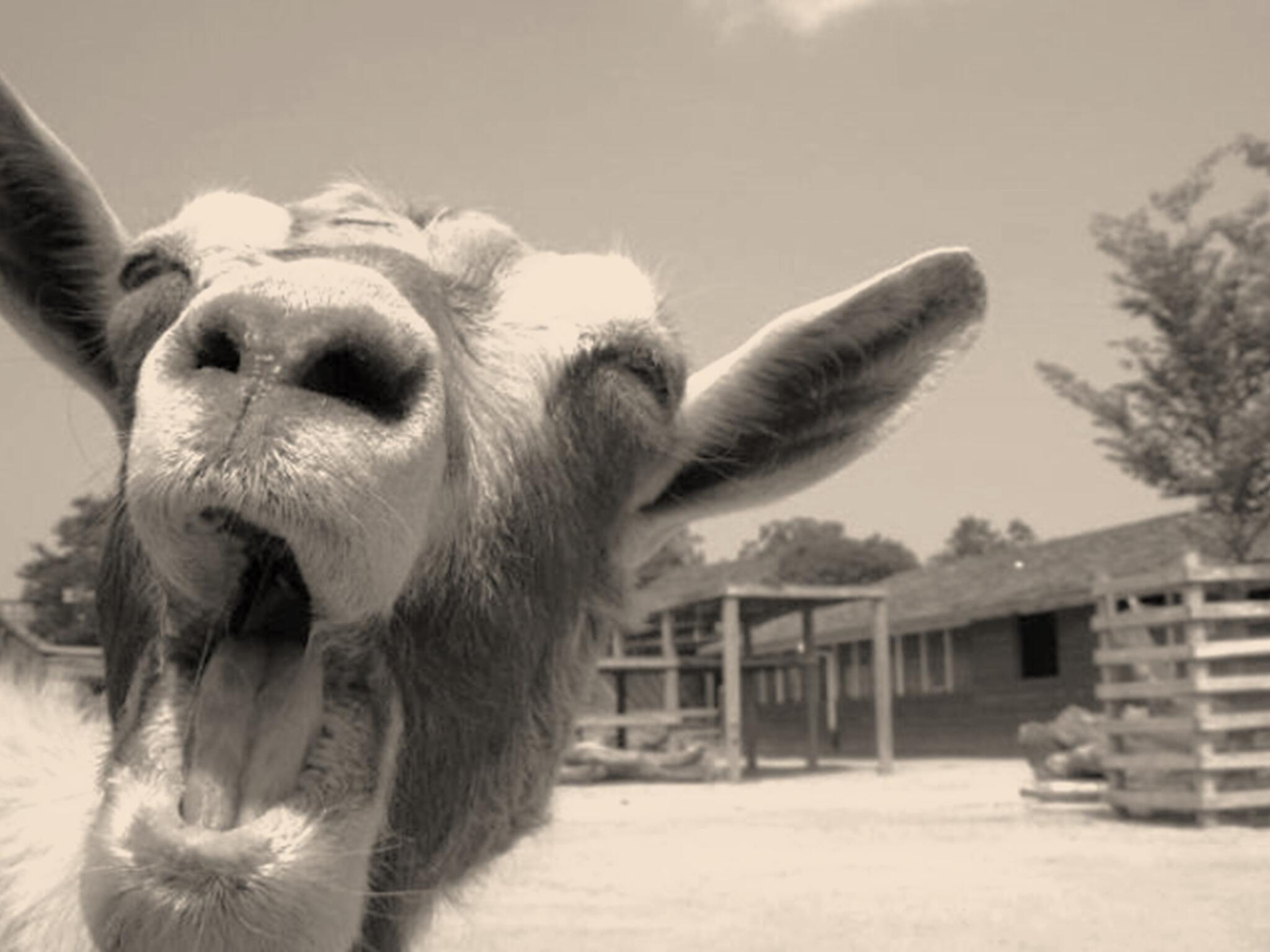 The Yelling Goat - Lancaster, NY - Nextdoor