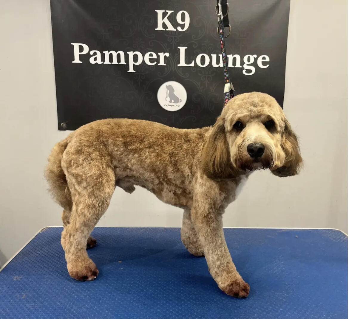 K9 Pamper Lounge - Nextdoor