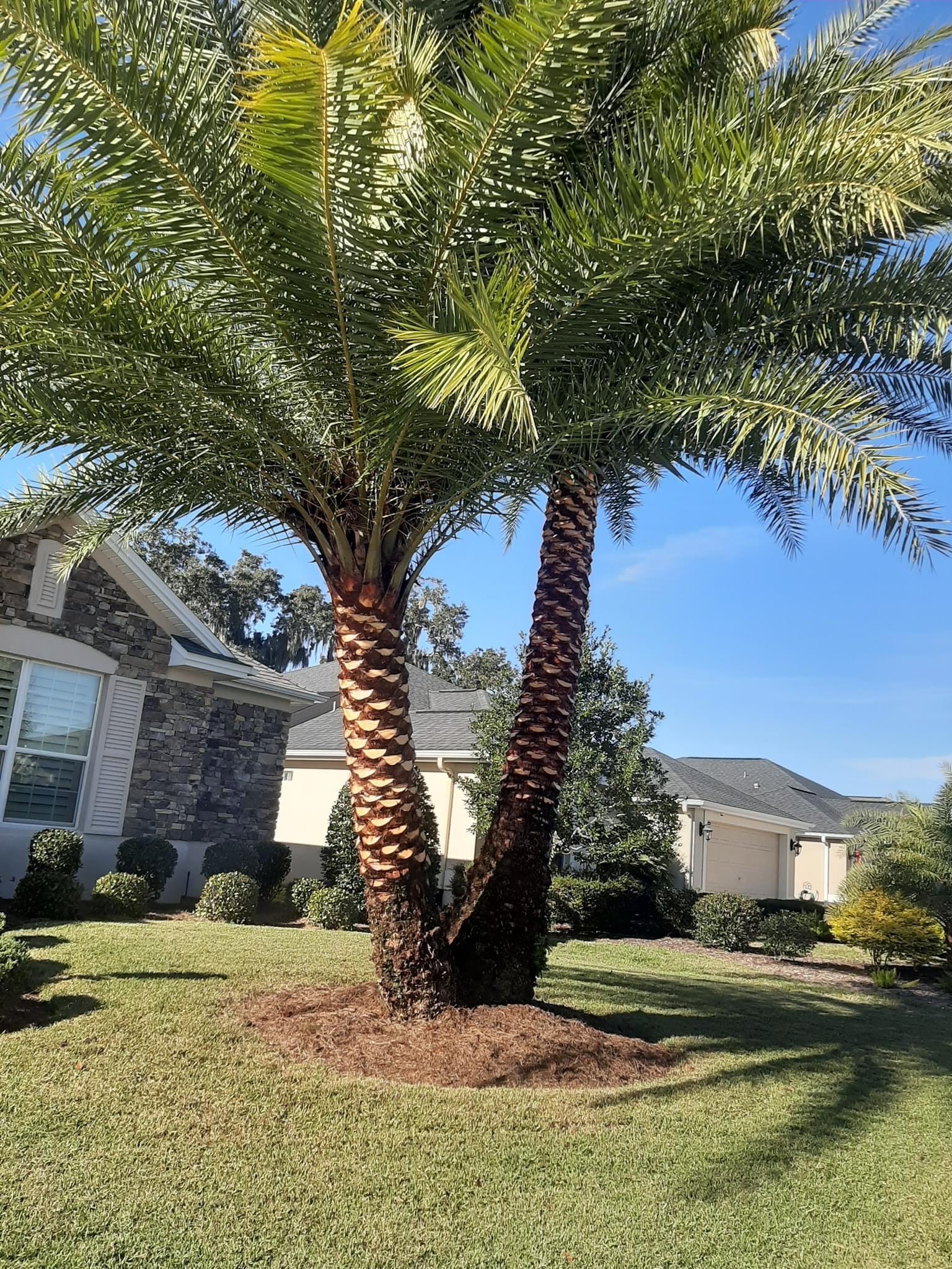 D’s Trees and Landscaping LLC account) - Punta Gorda, FL - Nextdoor