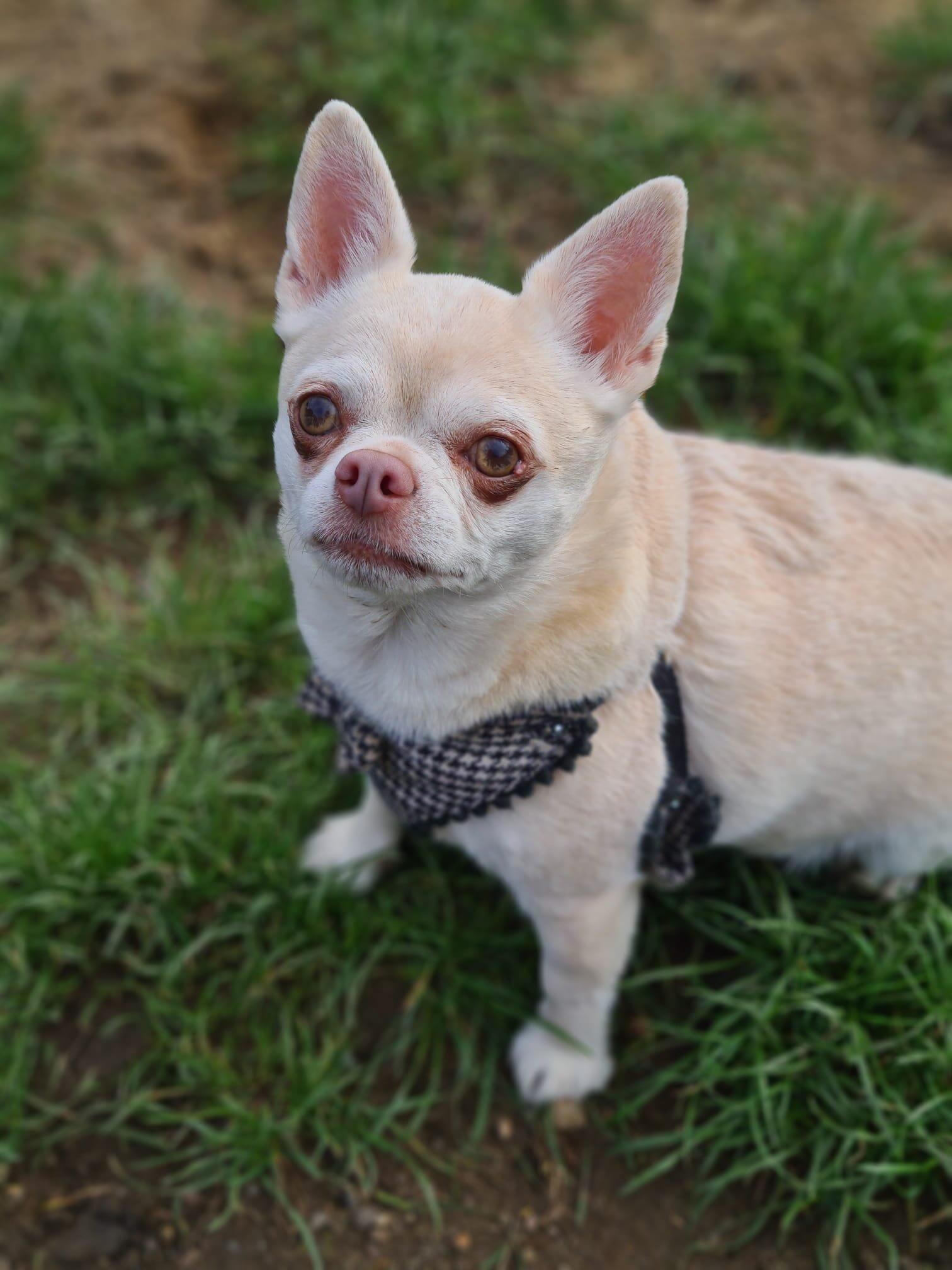 Charlotte's Pet Services - Bromley, England - Nextdoor