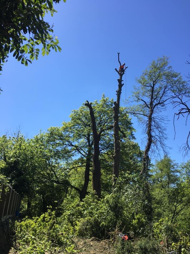 Nt trees - Wolverhampton, GB-ENG - Nextdoor