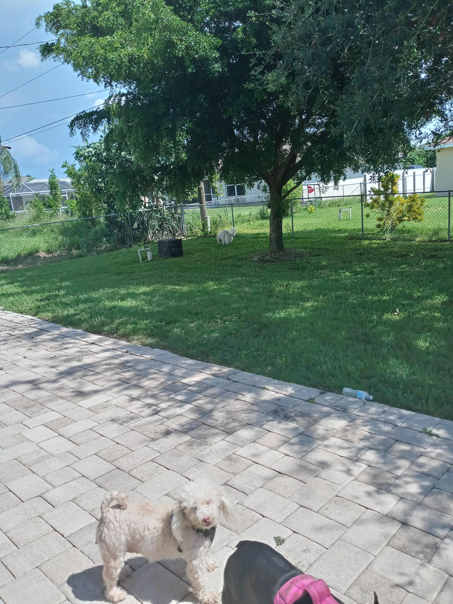 Reliable Doggie Day Care Cape Coral FL Nextdoor Reliable Doggie Day Care Cape Coral FL Nextdoor