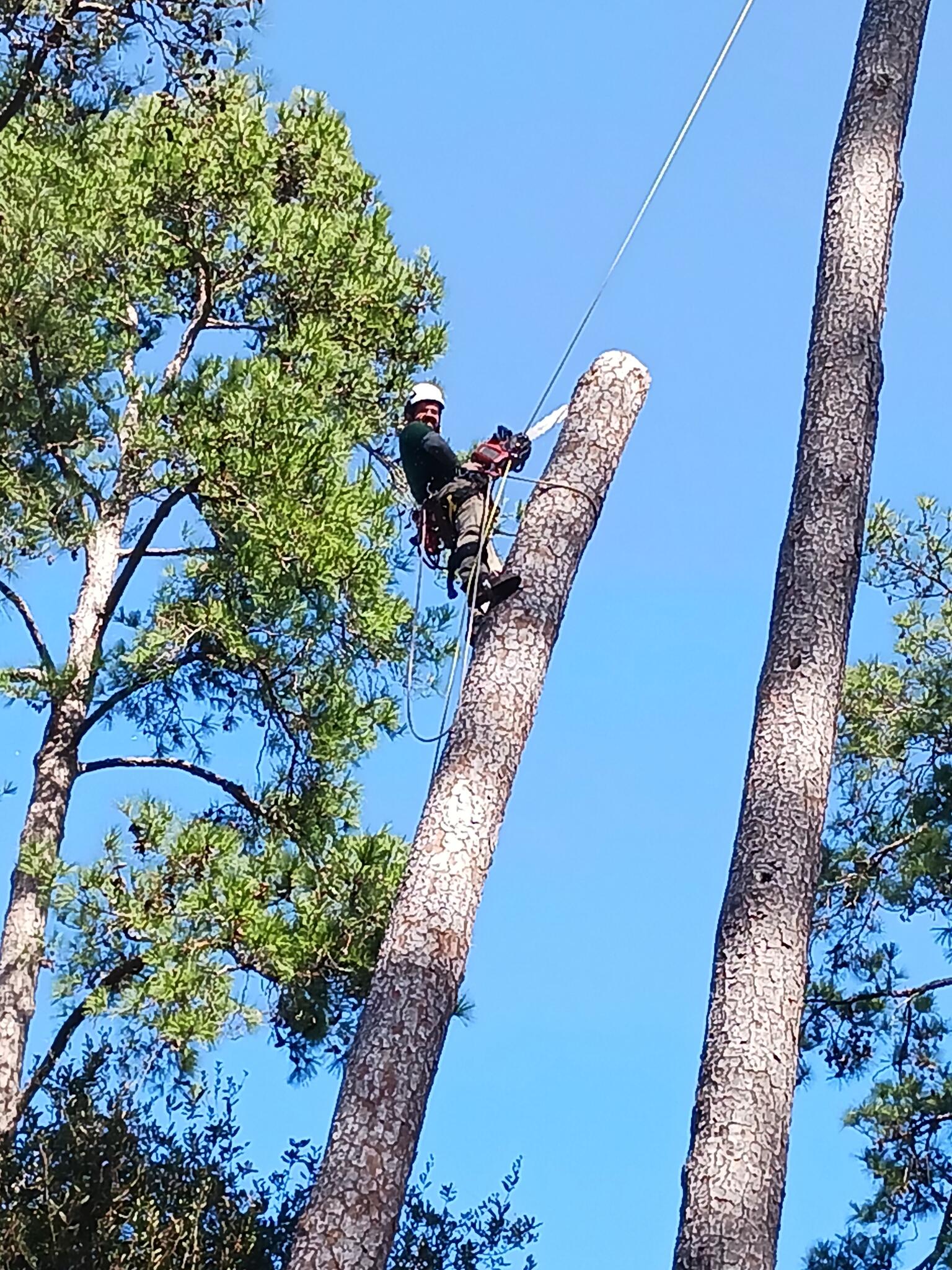 Morton Tree Service - Nextdoor