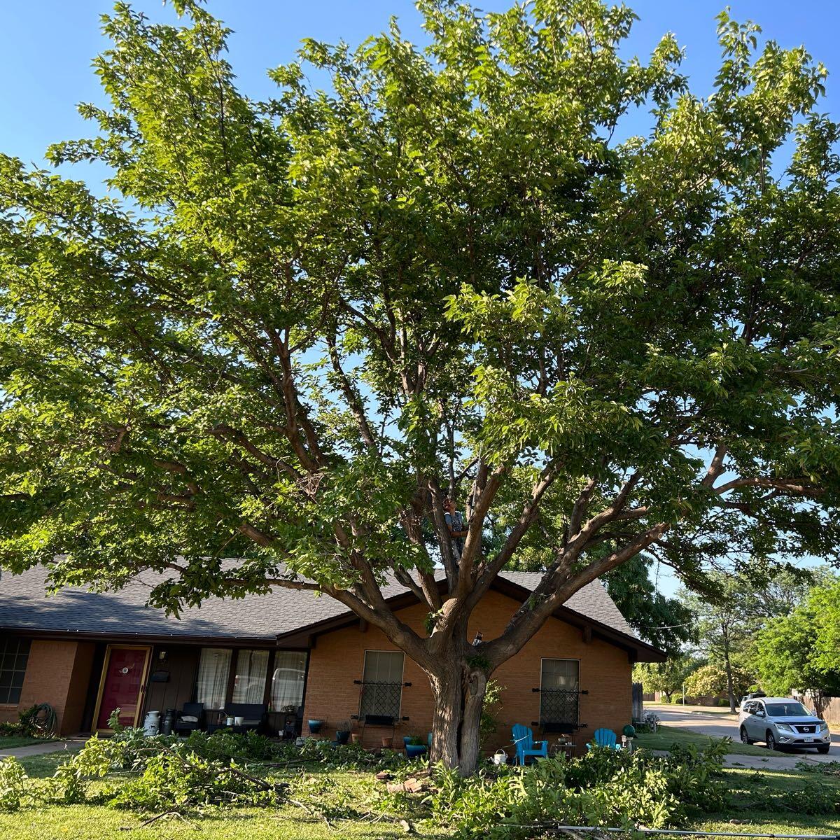 One Stop Tree Service - Amarillo, TX - Nextdoor