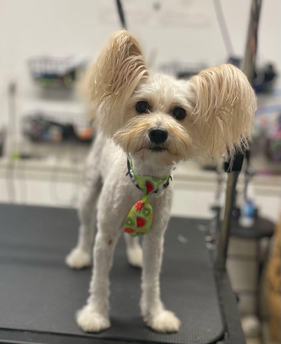 Furry Tails Grooming, LLC - New Hope, AL - Nextdoor