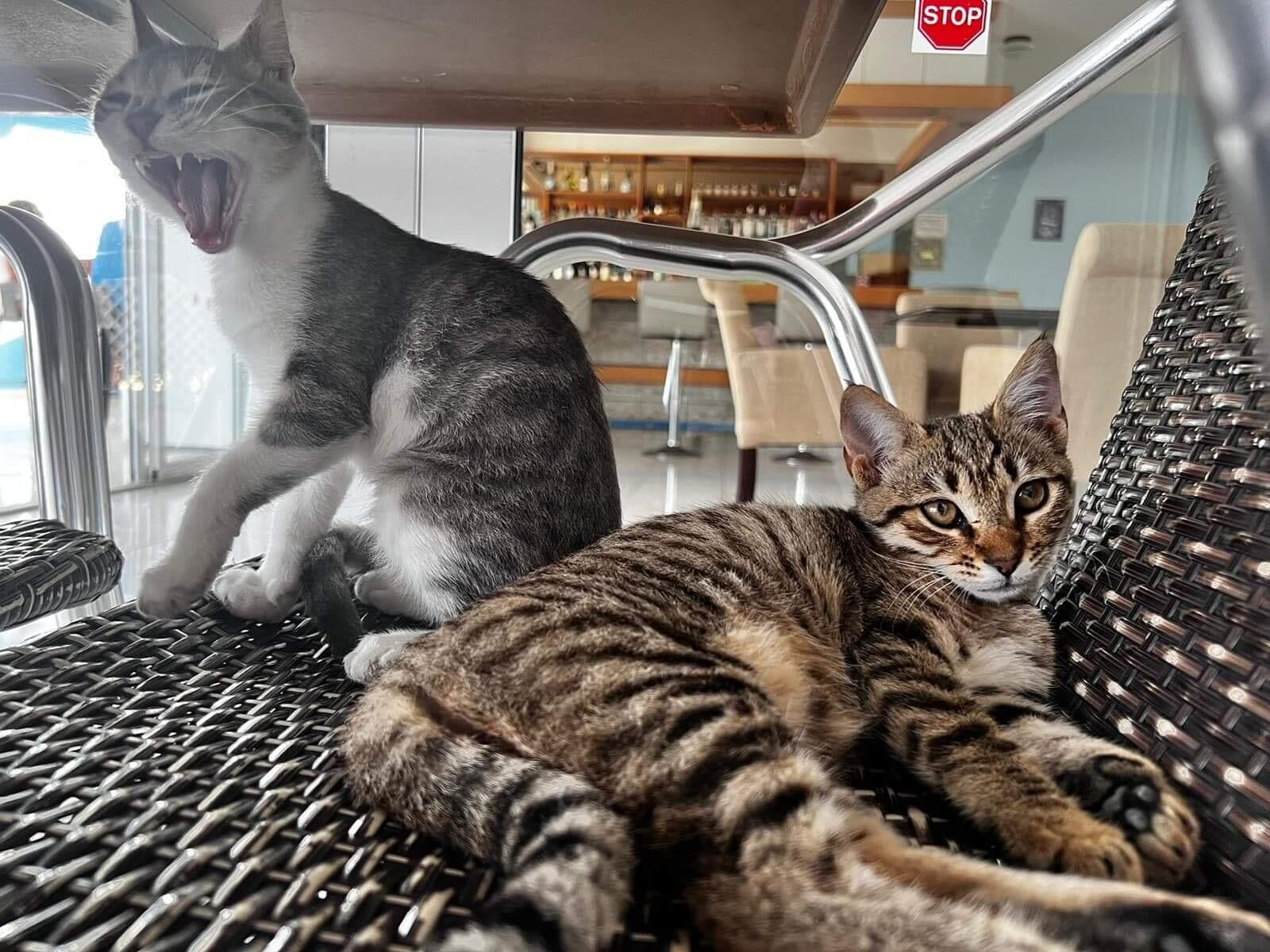 Catace 4* Cat Hotel - Nextdoor