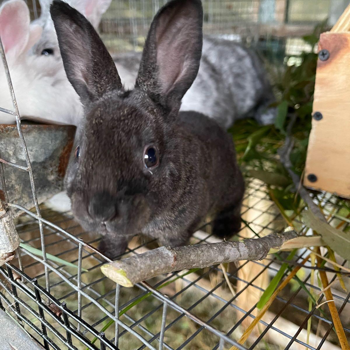 J & A Compound Rabbitry - Chillicothe, IL - Nextdoor