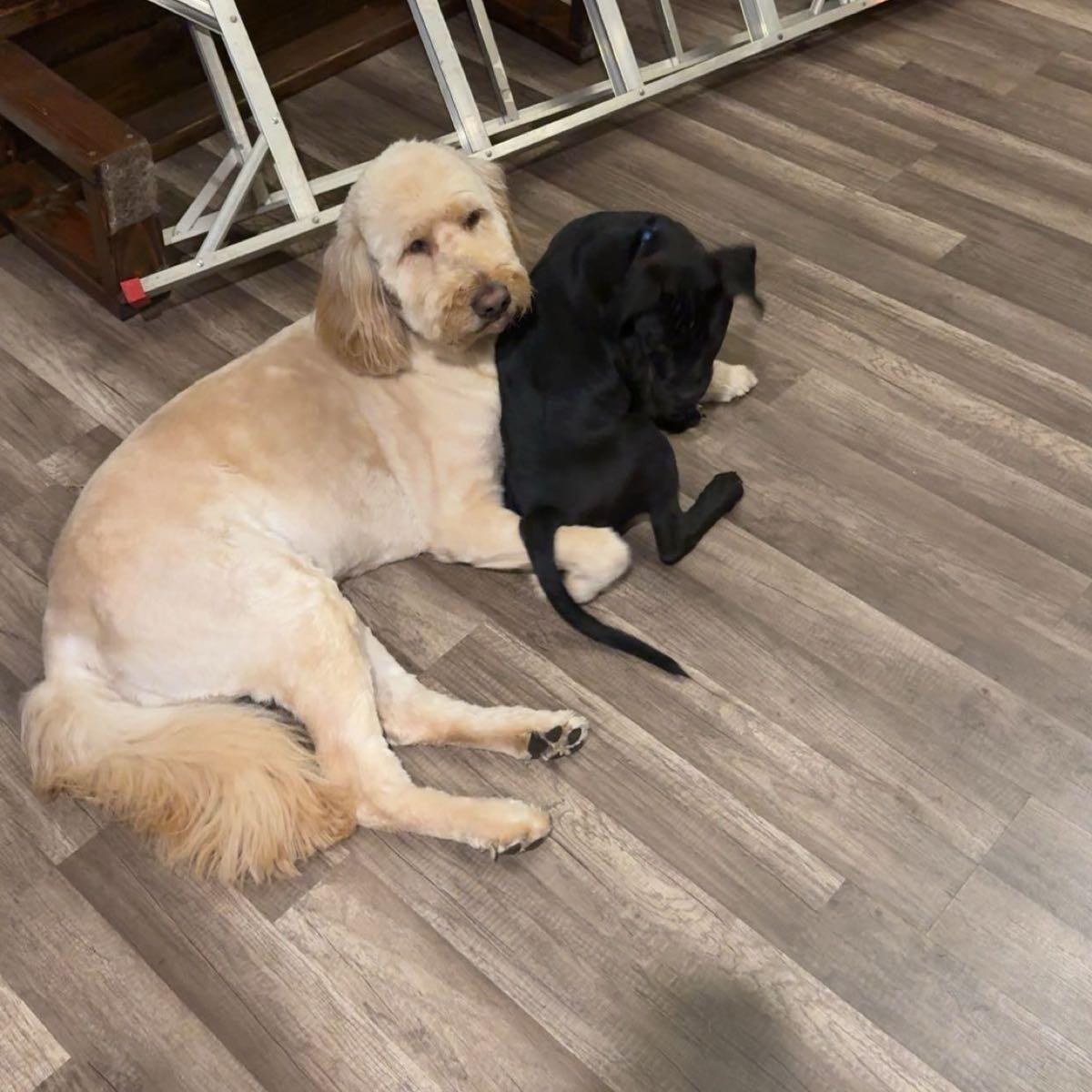 Jordans Dog Sitting and Walking - Anderson, SC - Nextdoor