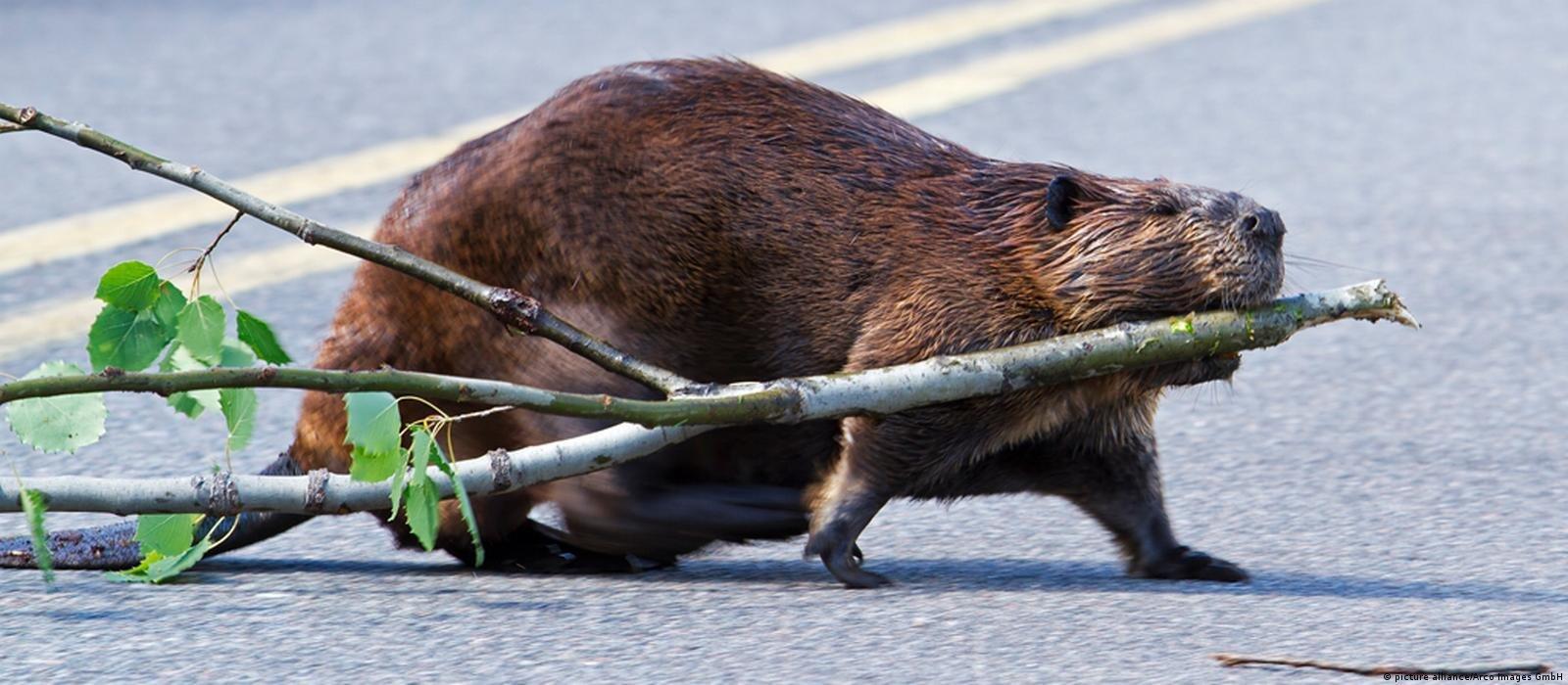 Shy Beaver Workshop - Nextdoor