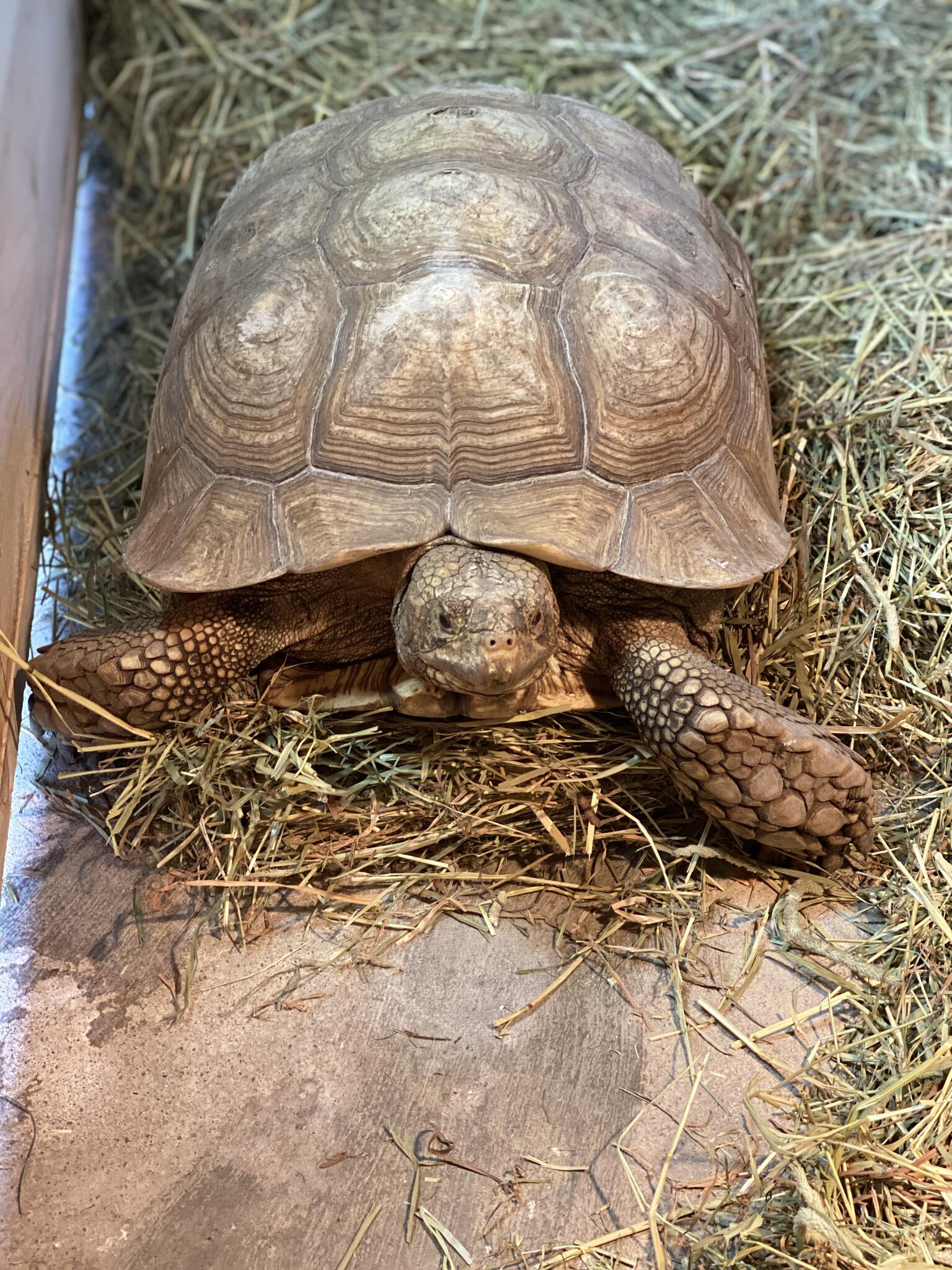 South Jersey Turtle, Tortoise and Reptile Rescue - Northfield, NJ ...