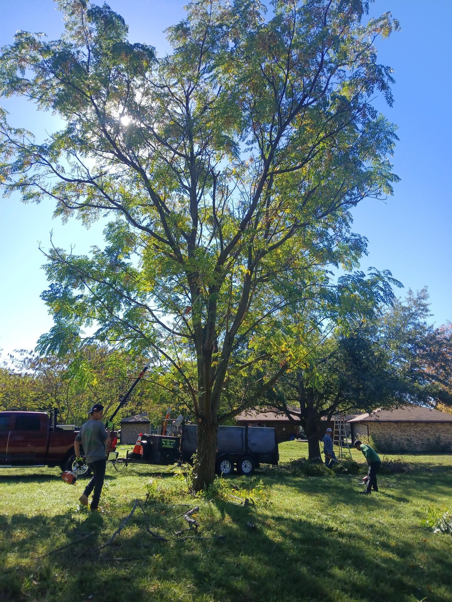 Mario's Stump Grinding and Tree Service LLC - Rockwall, TX - Nextdoor