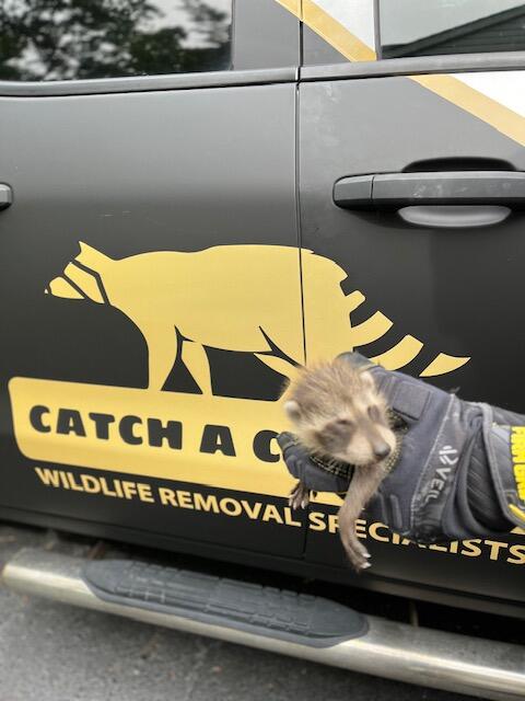 Catch A Critter - Nextdoor