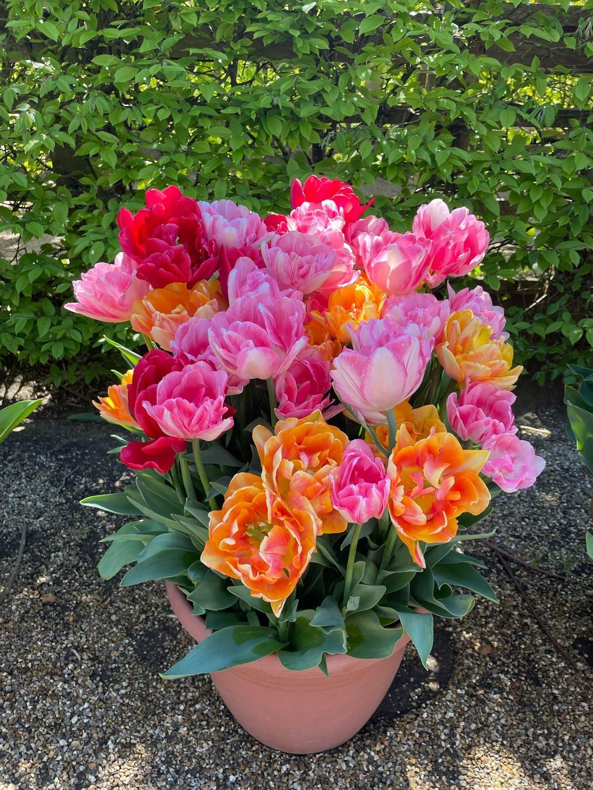 Sarah Vartan Horticulture - Forest Row, England - Nextdoor