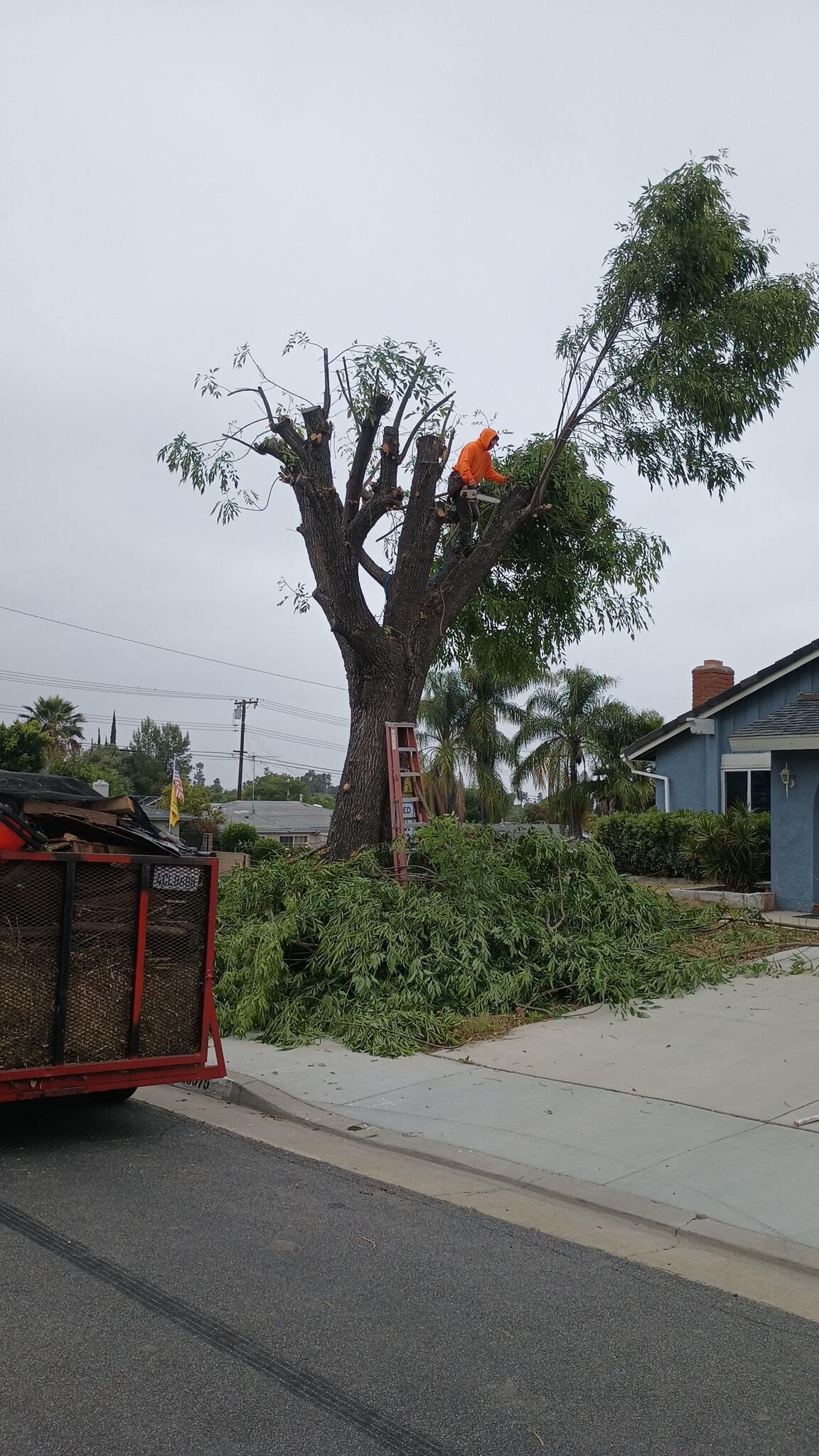 kings tree services and landscaping and gardening services - La Puente ...