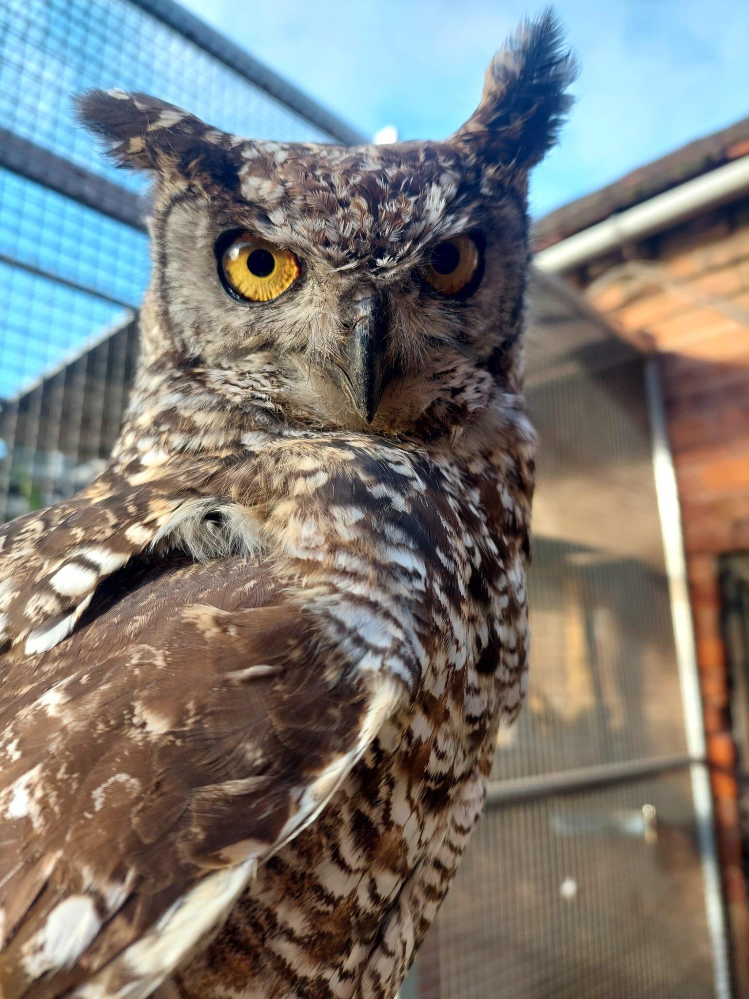 The Owl Man - Chester, GB-ENG - Nextdoor