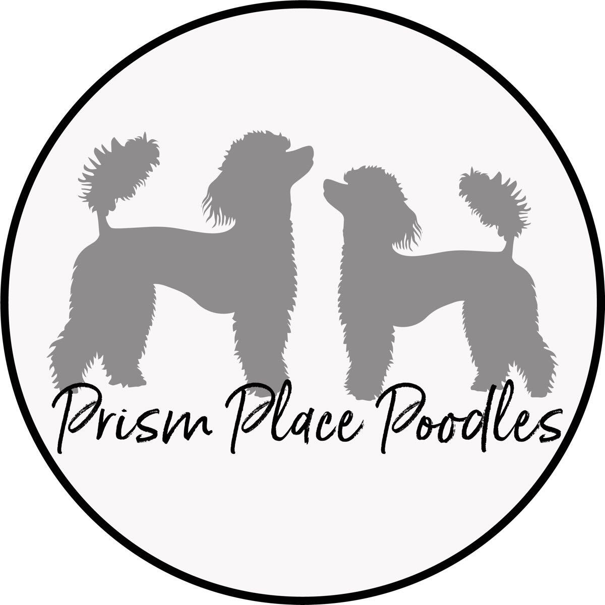 Prism Place Poodles… AKC/CKC mini & standard poodle breeder - New ...