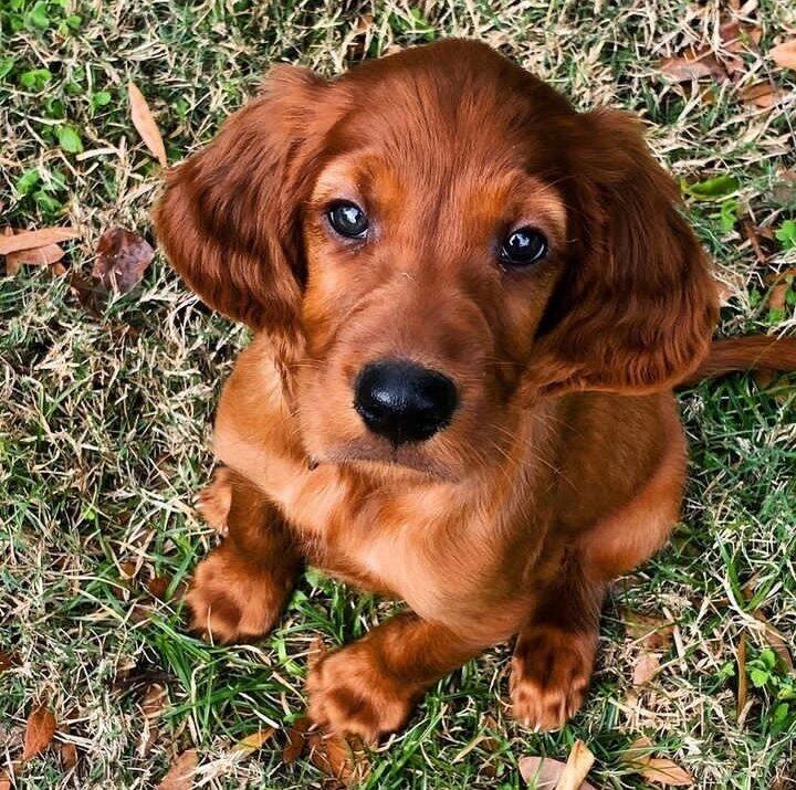 Irish setter puppies for adoption - Moore, OK - Nextdoor