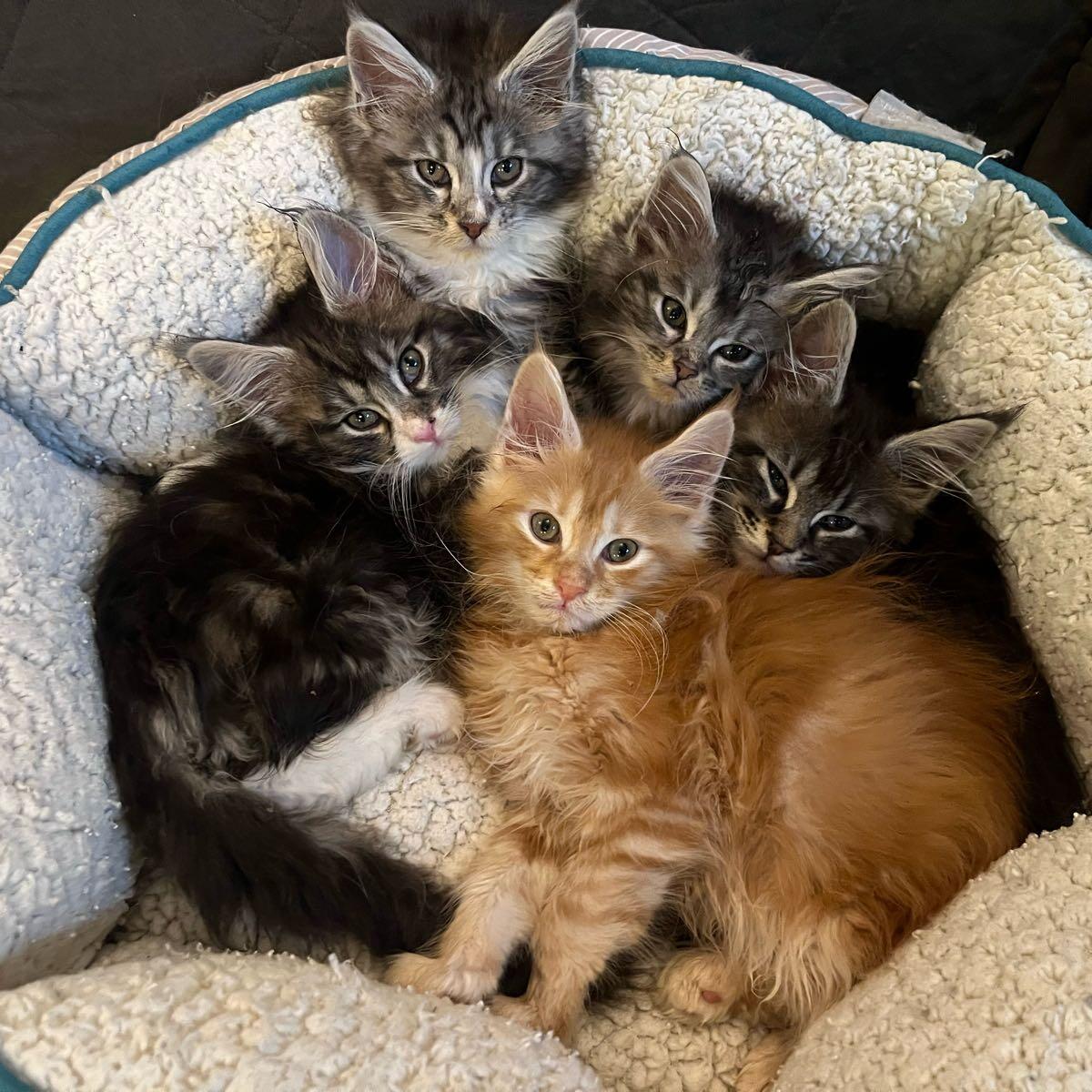 Wild Onion Maine Coons, LLC - Chicago, IL - Nextdoor