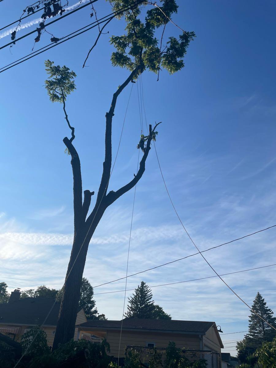 Martinez tree service & landscaping Llc - Indianapolis, IN - Nextdoor