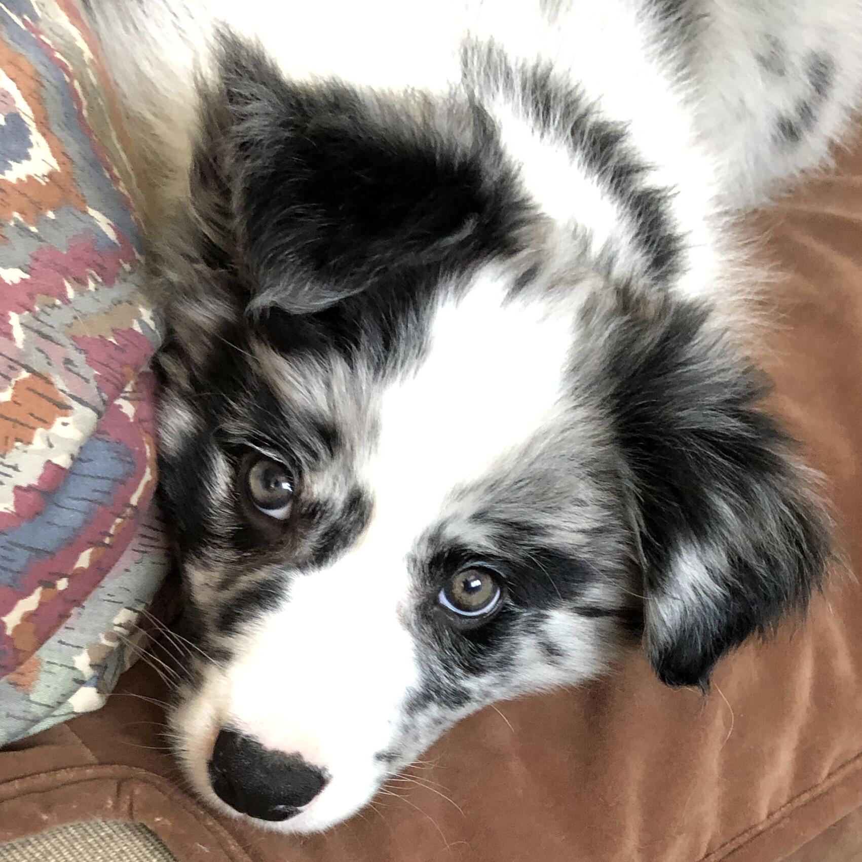 All Action Dog - Bures - Nextdoor