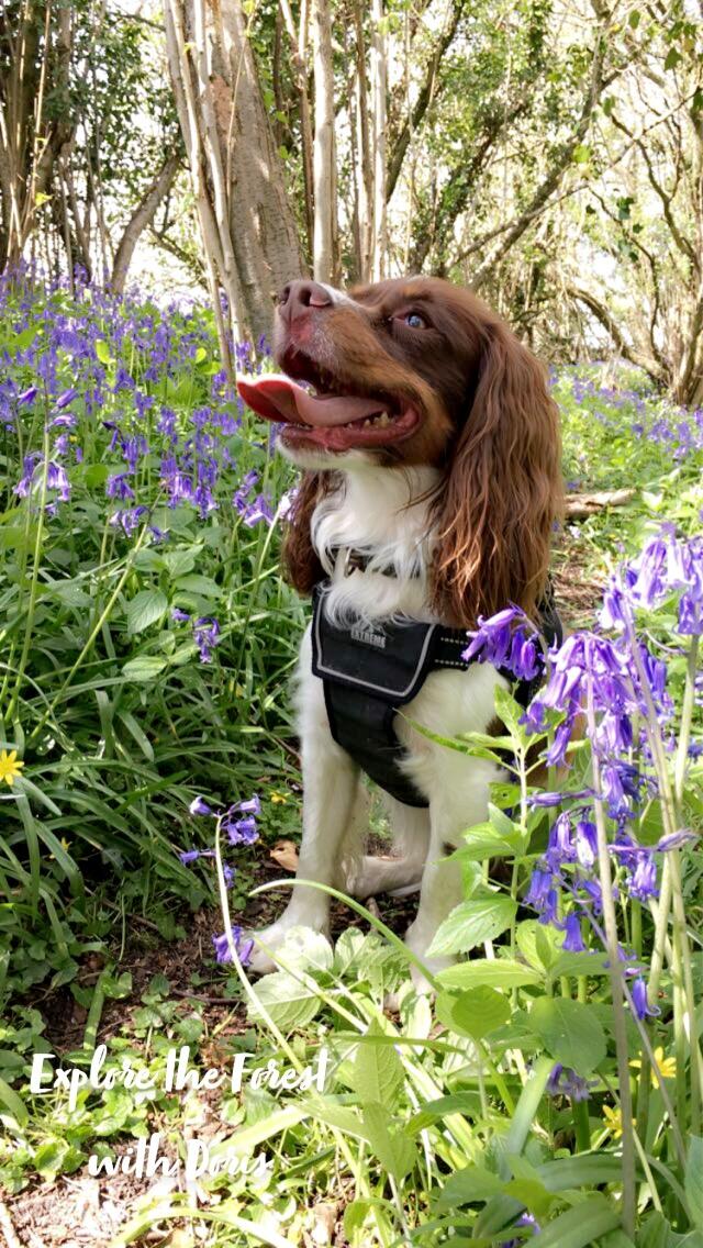 The Little Doris - Nextdoor